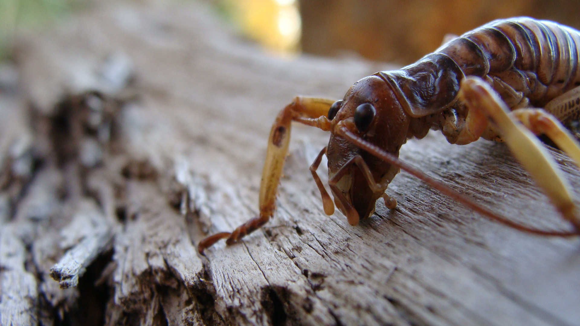 Mi Pueblo 911: Los insectos gigantes más Grande del mundo