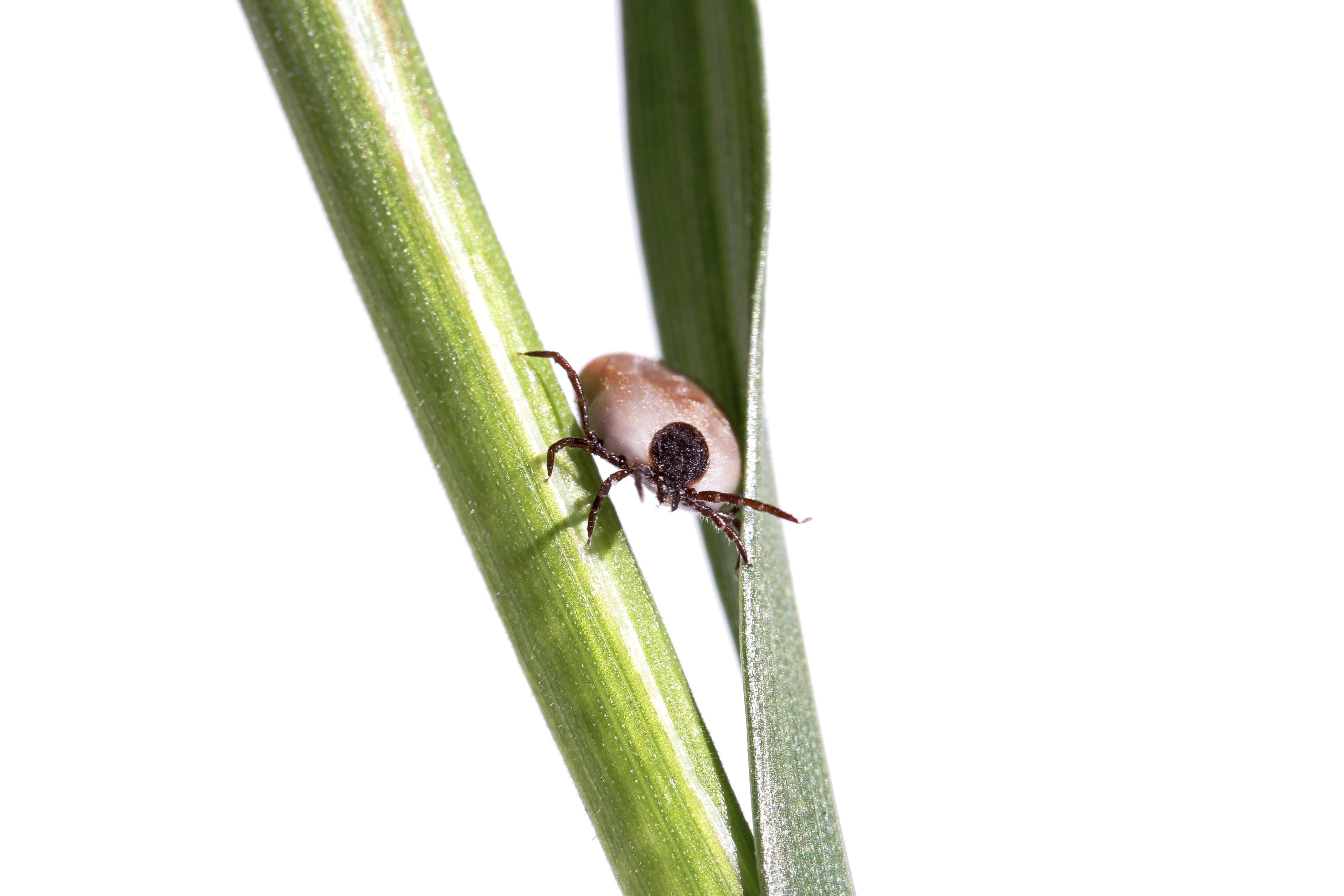 15 Important Facts You Must Know About Ticks