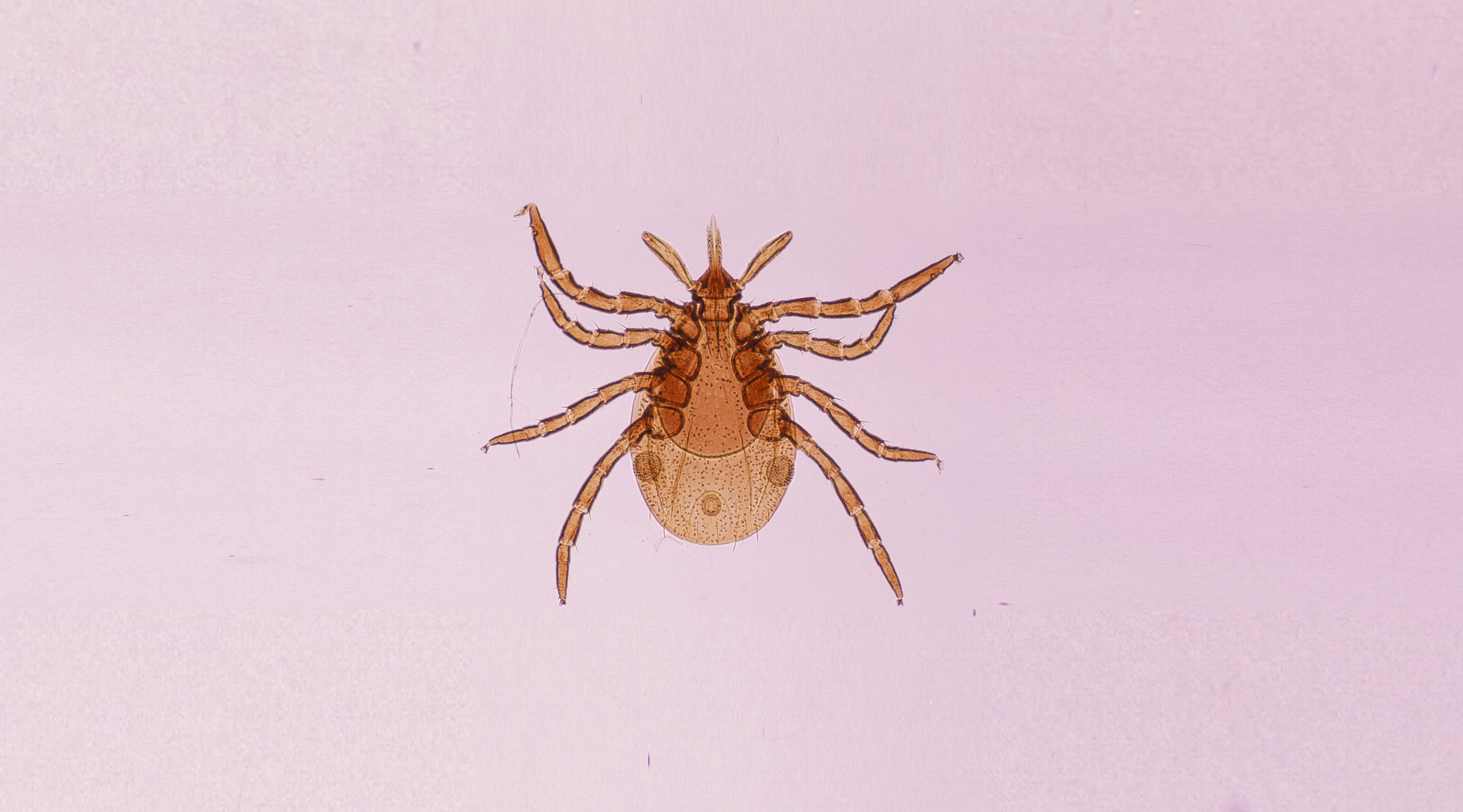 15 Important Facts You Must Know About Ticks