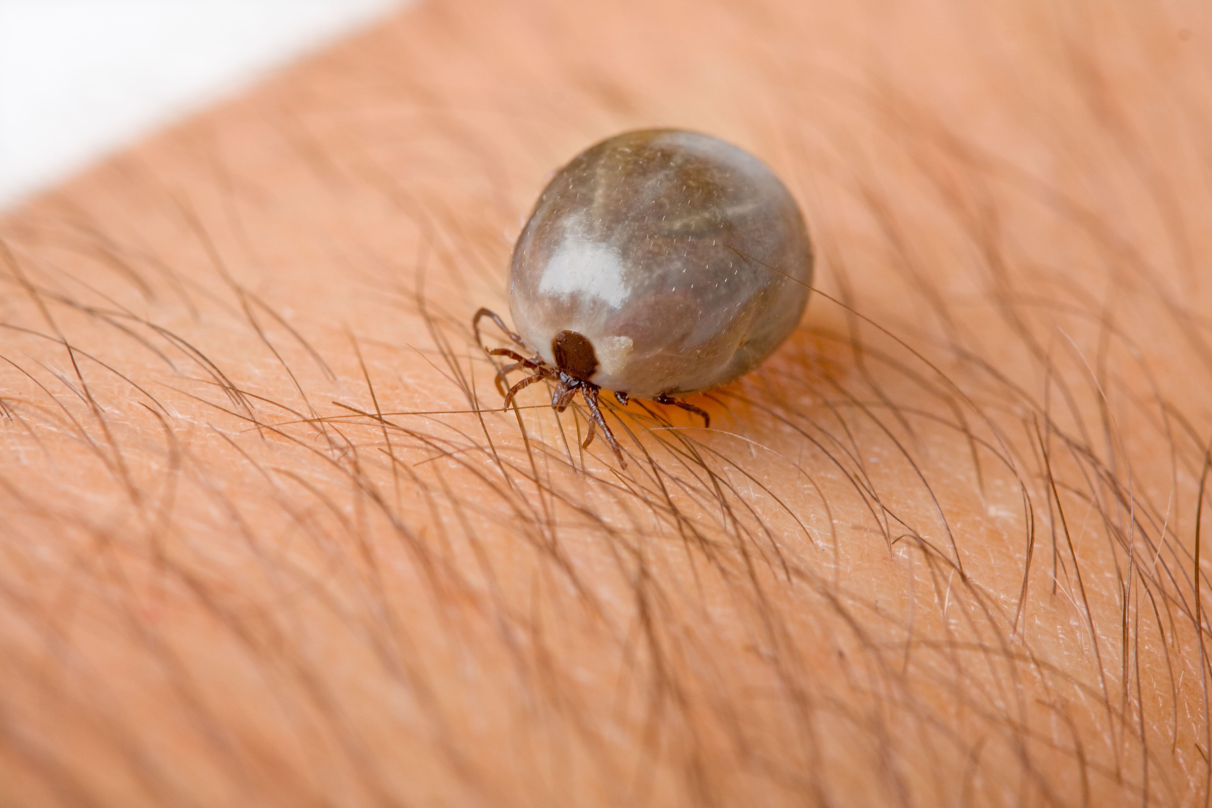 15 Important Facts You Must Know About Ticks