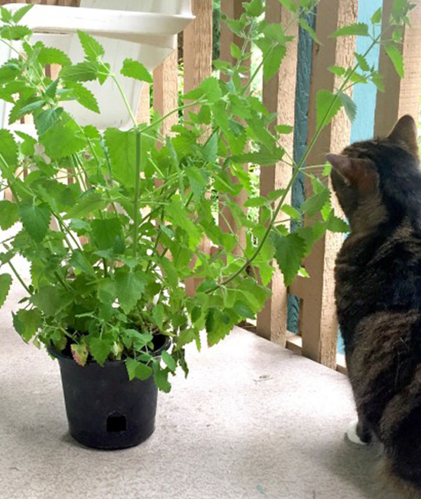 11 Ways to Get Rid of Pests Naturally