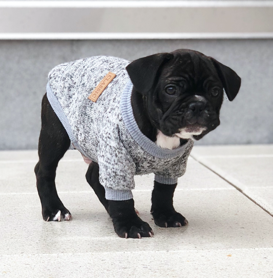 How well do you know your dog breeds?