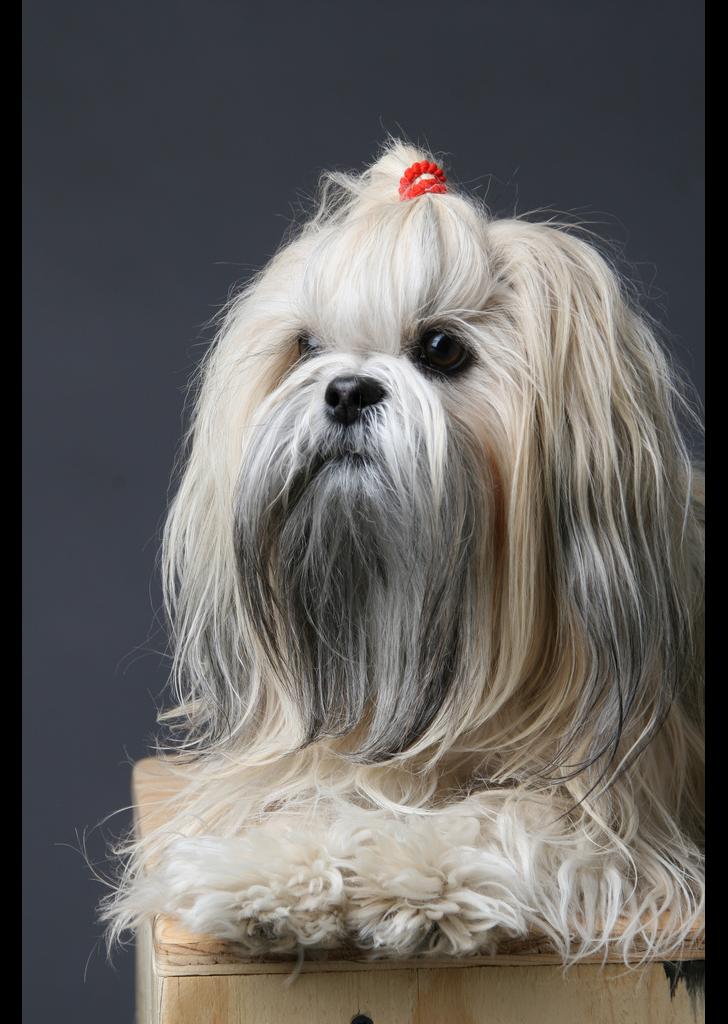 Definitive rankings: most popular dog breeds in America