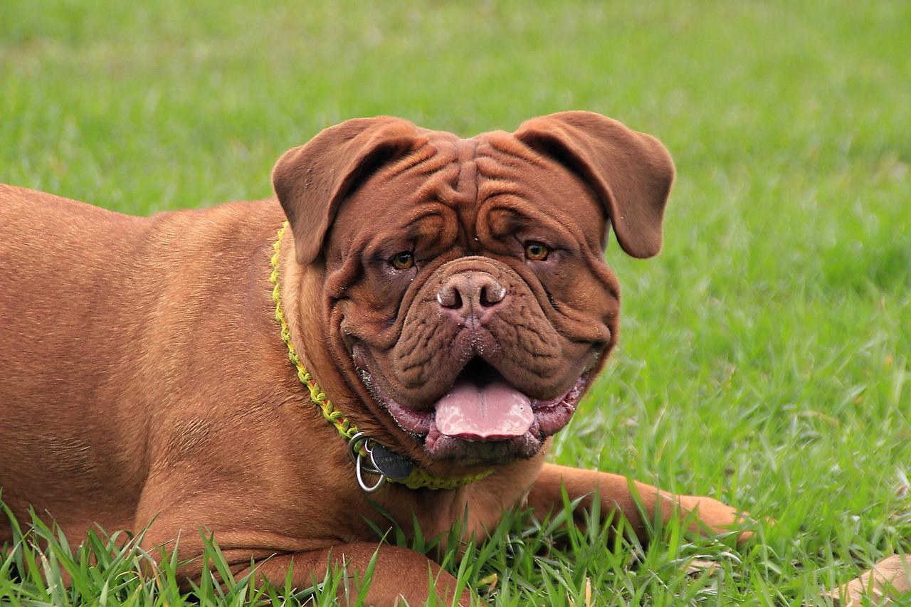 Definitive rankings: most popular dog breeds in America
