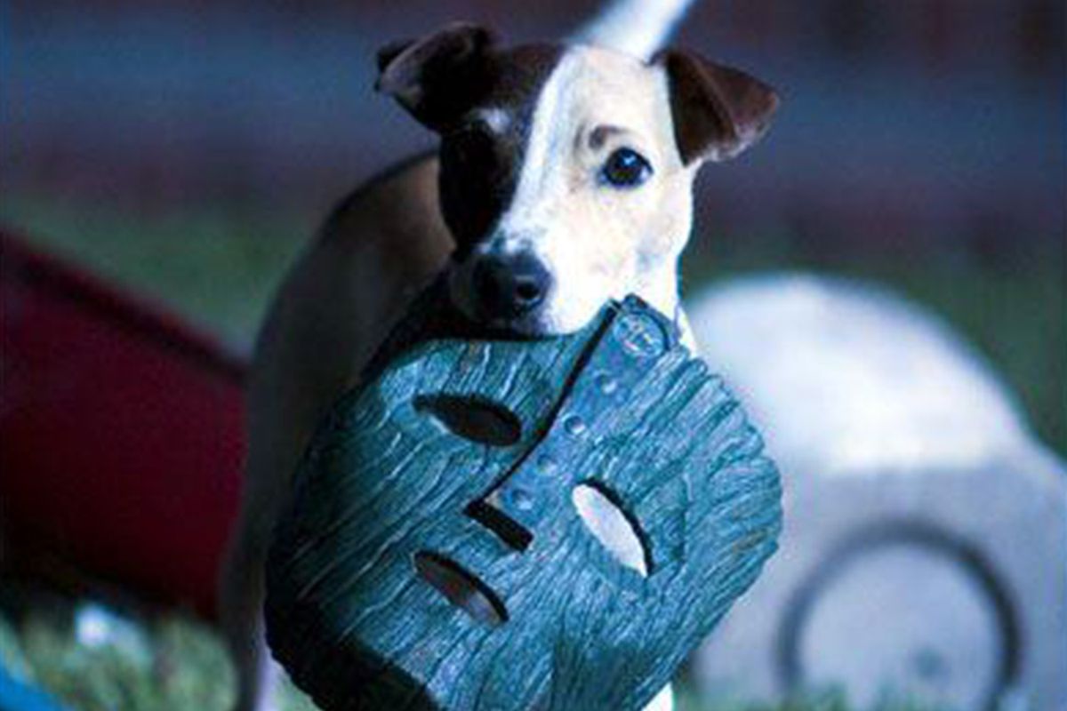 What Breed Of Dog Is Baxter From Anchorman