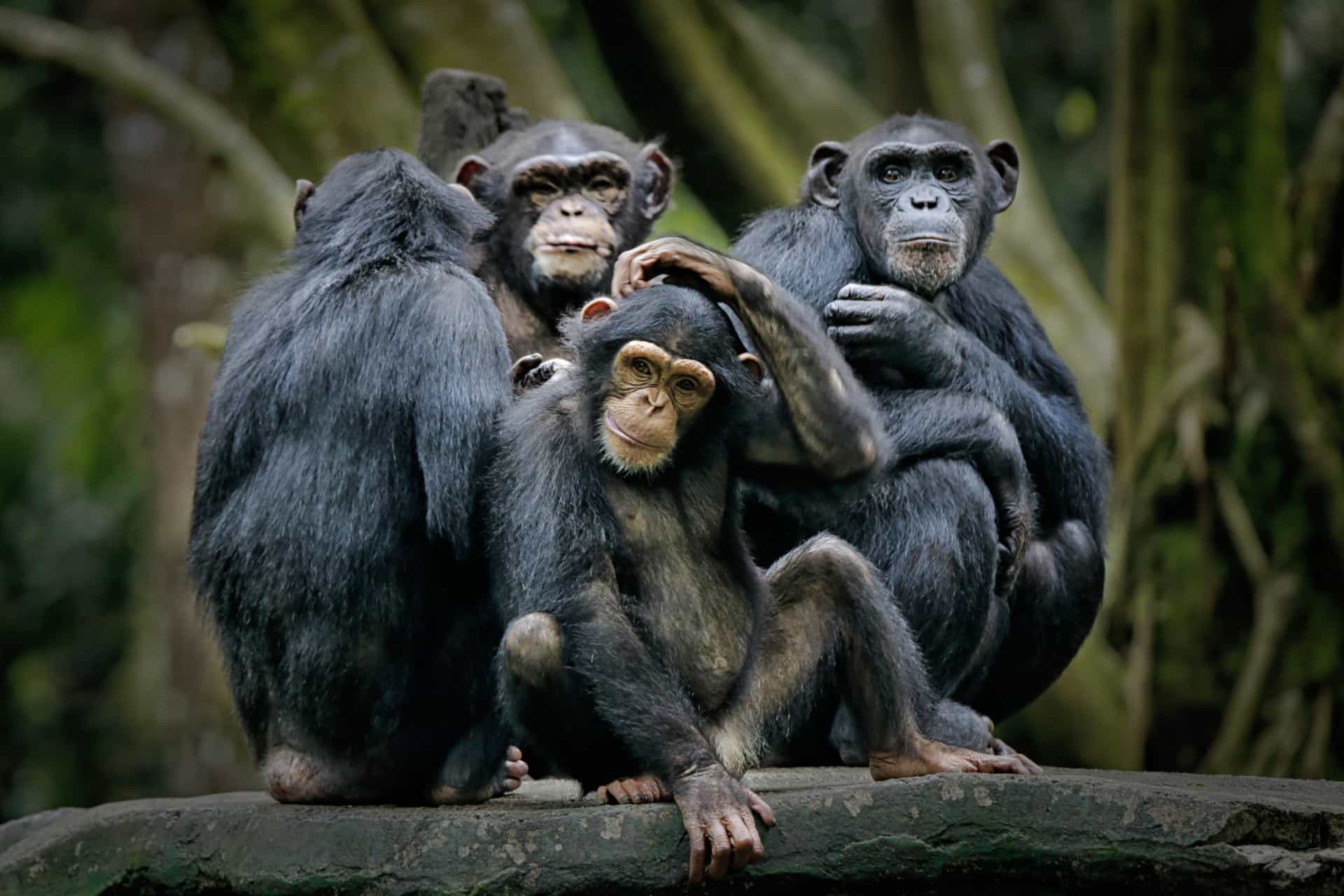 30 animals with surprisingly human traits