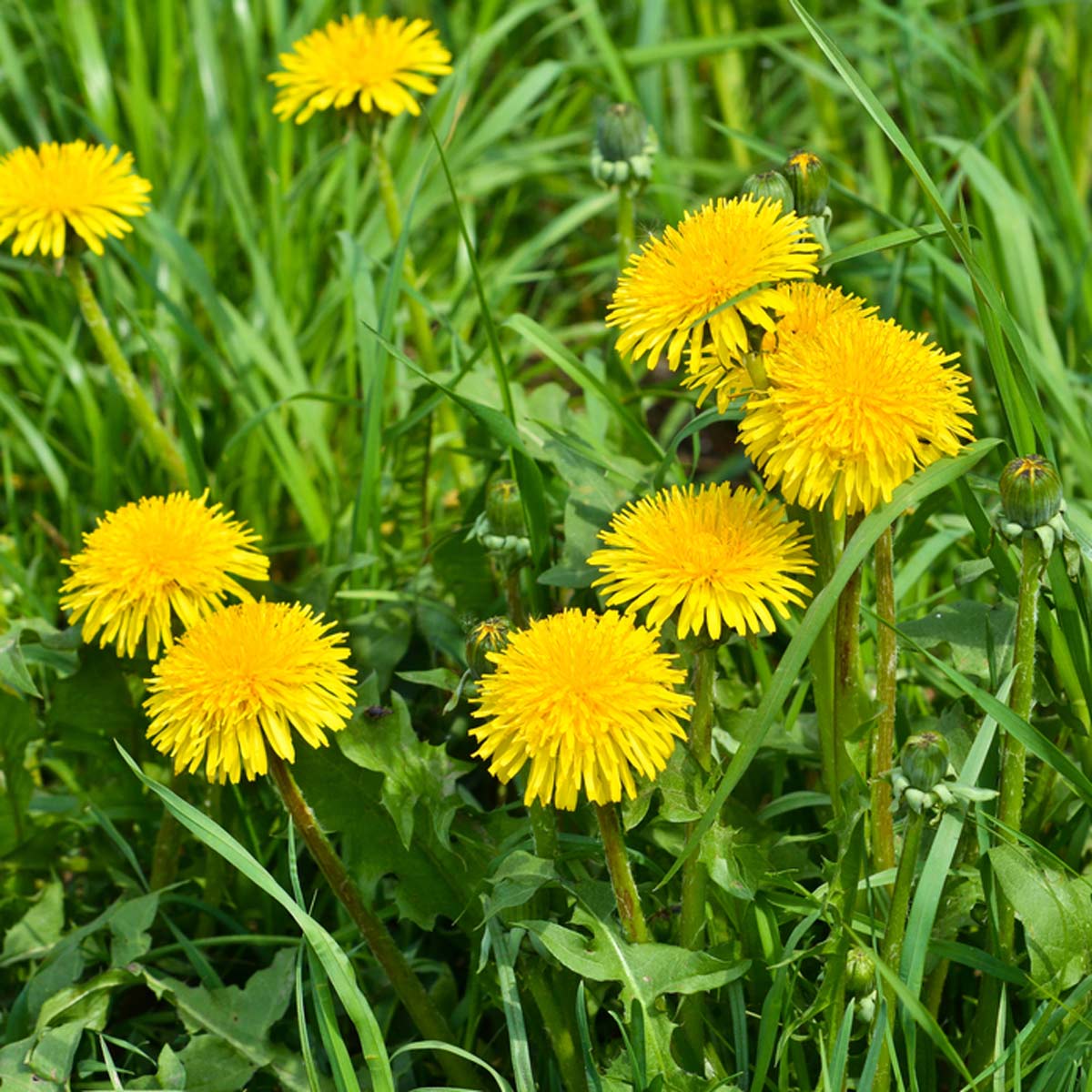 12 invasive plants you don’t want in your yard