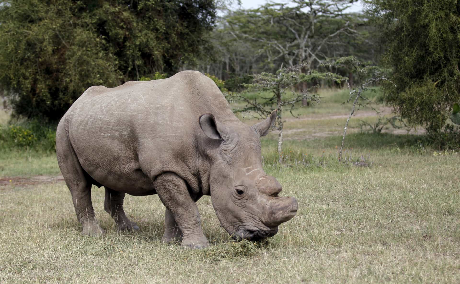 Lost animal species that returned from extinction