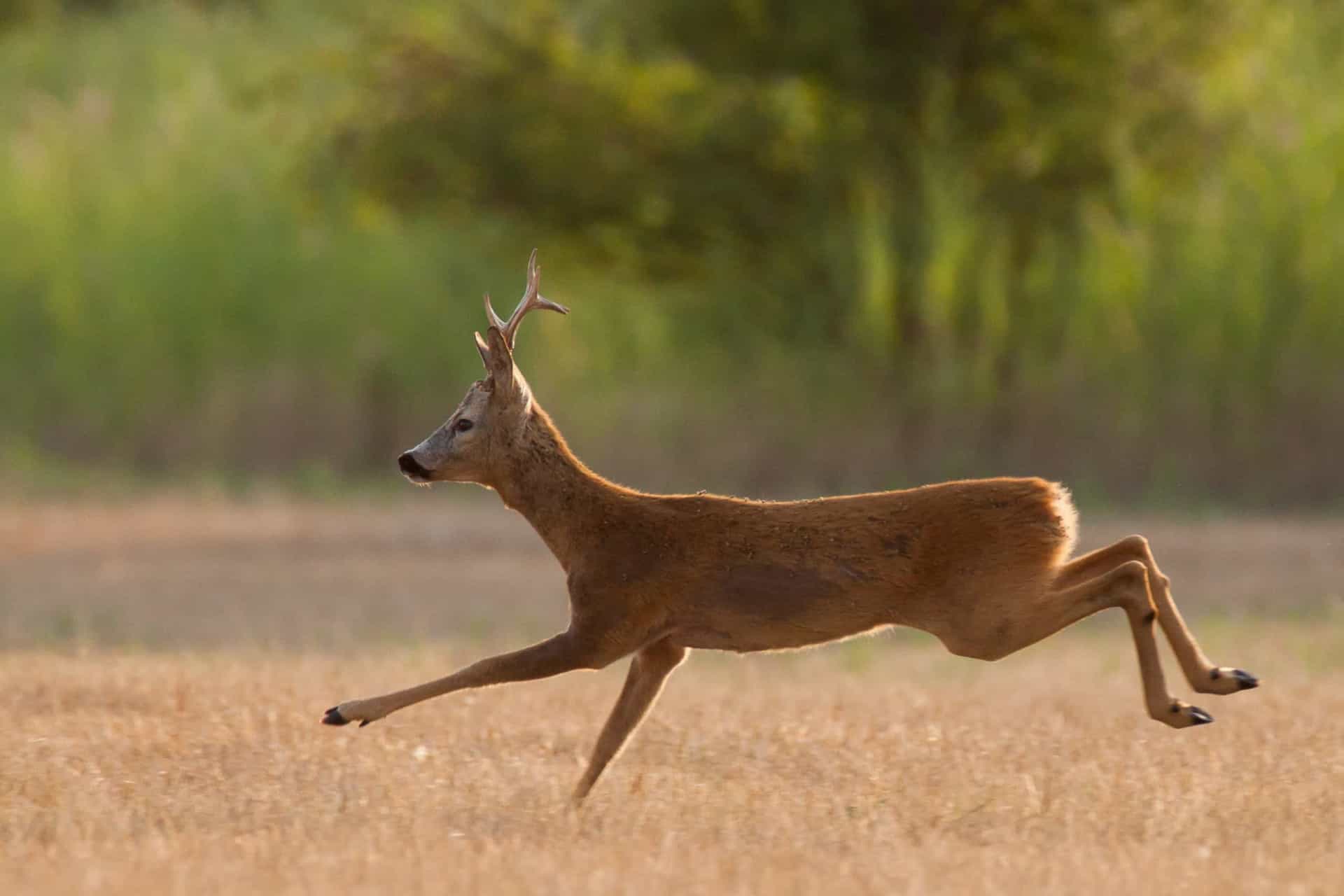 Nature's warning signs before disaster strikes