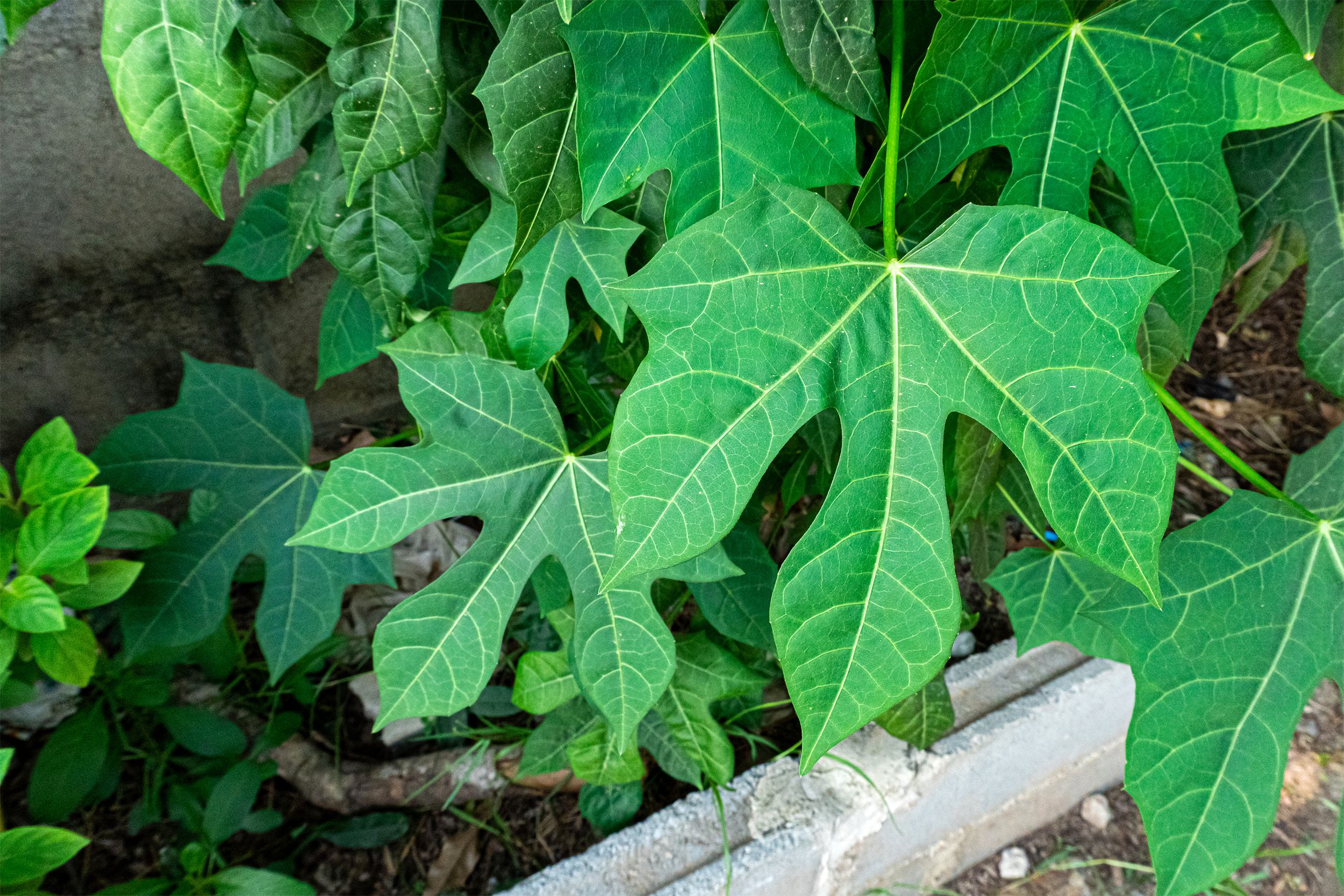 37 Foods That Are Dangerous if Not Prepared Properly