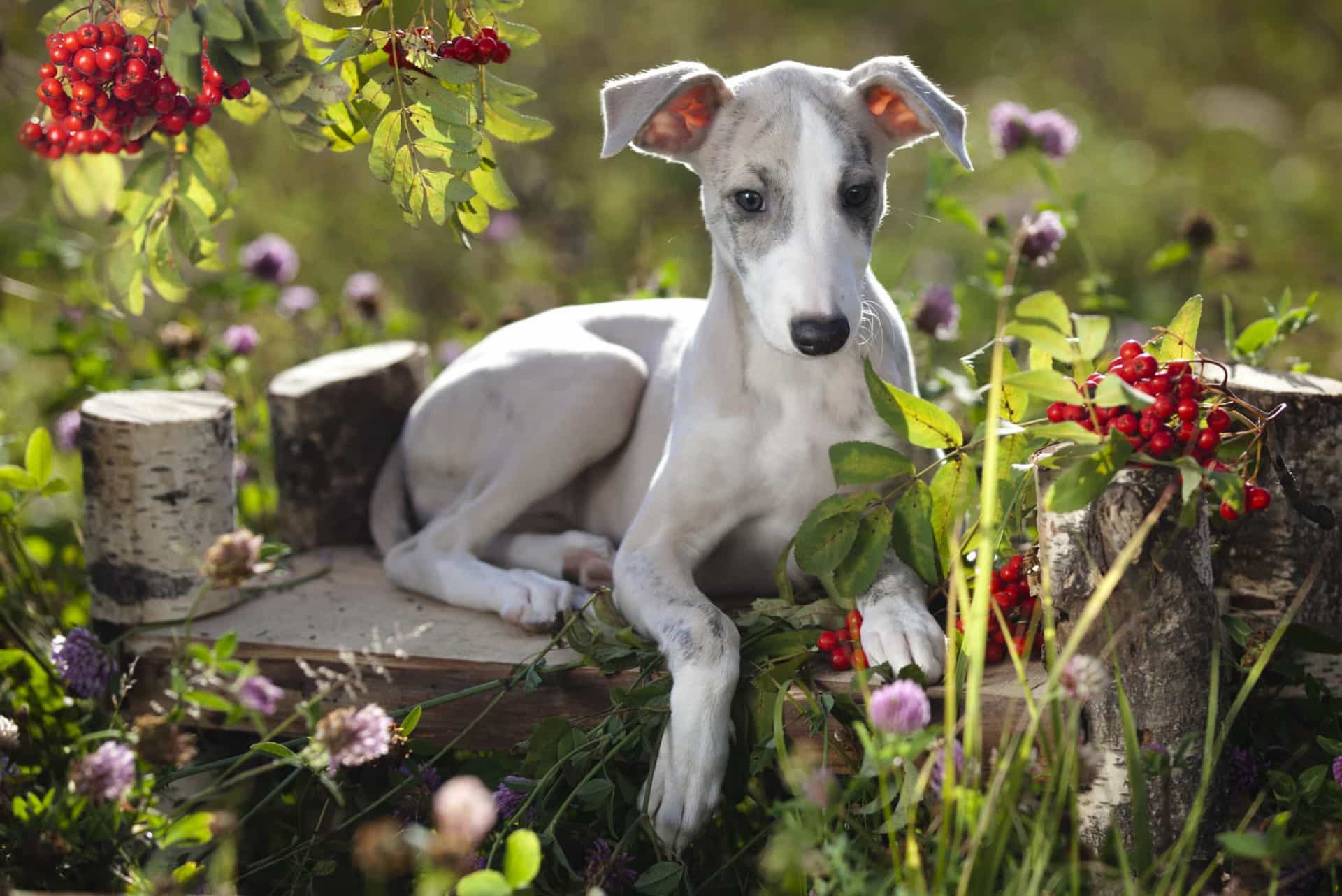 ¿Cuál es el mejor perro para ti según tu signo?