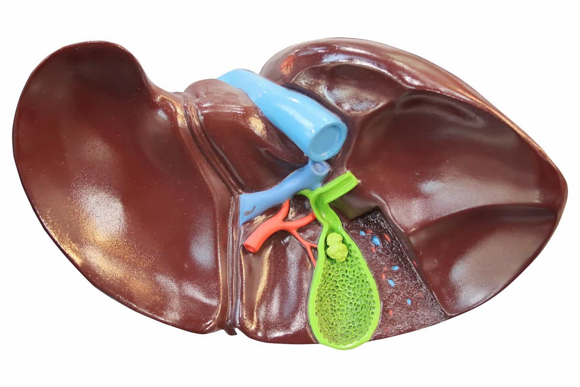 What are the early symptoms of hepatitis?