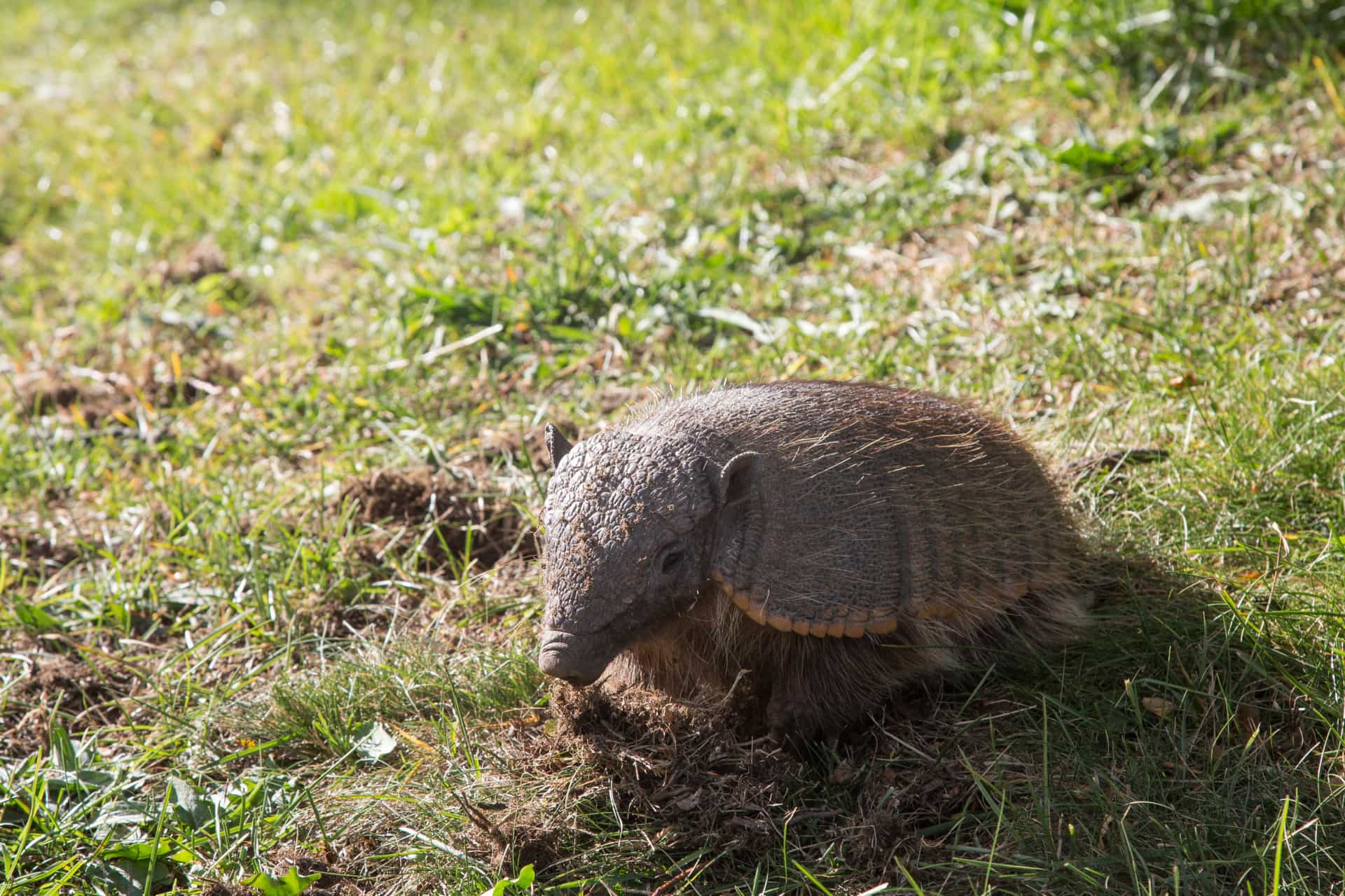Scientists rank the mammals that make the best human companions