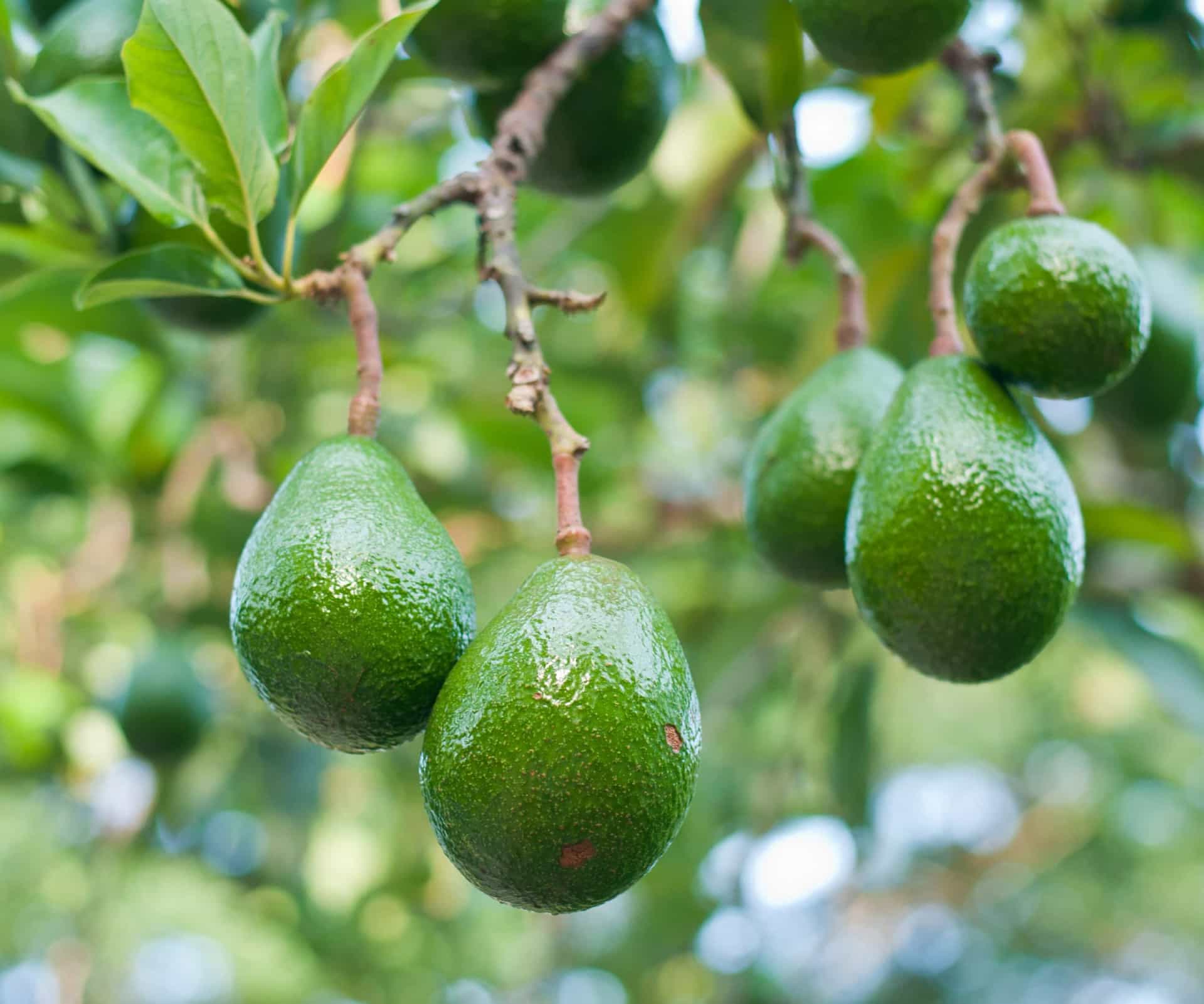 The unexpected consequences of eating avocados
