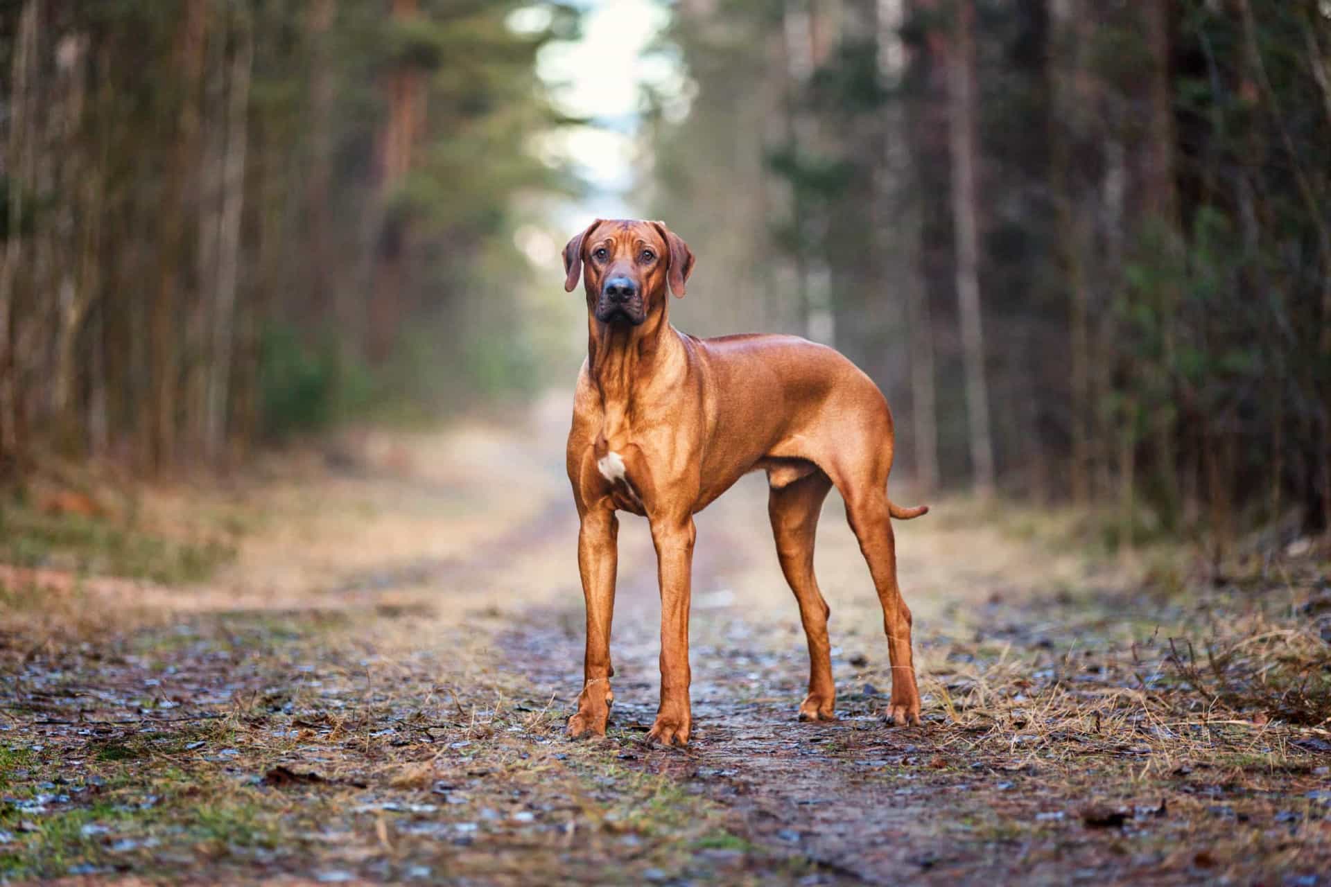 Breeds of dogs banned around the world