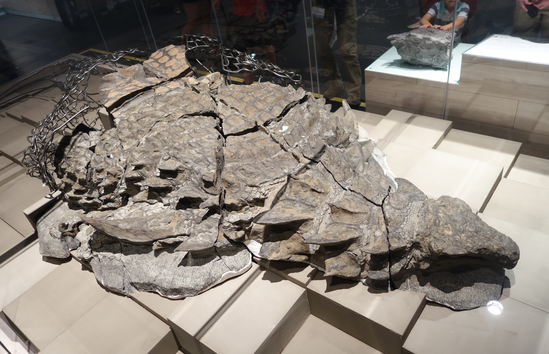 De mest otroliga fossilerna som någonsin grävts fram