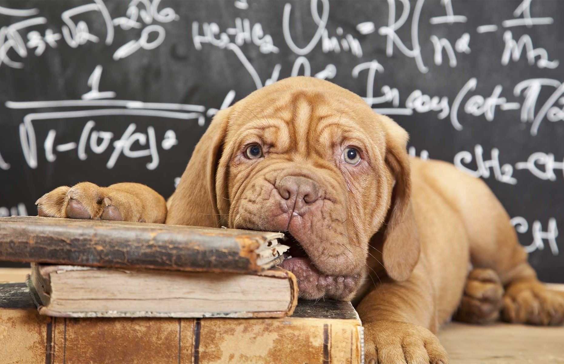 10 annoying things your dog does