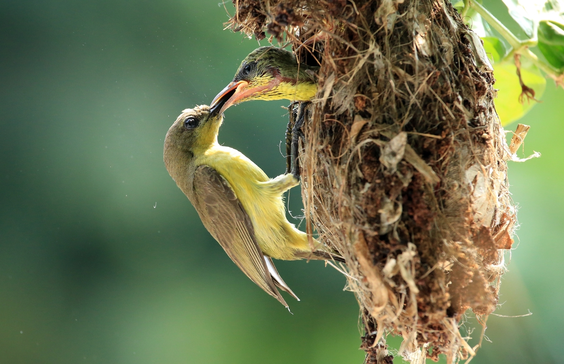 30 cute family moments from the animal kingdom