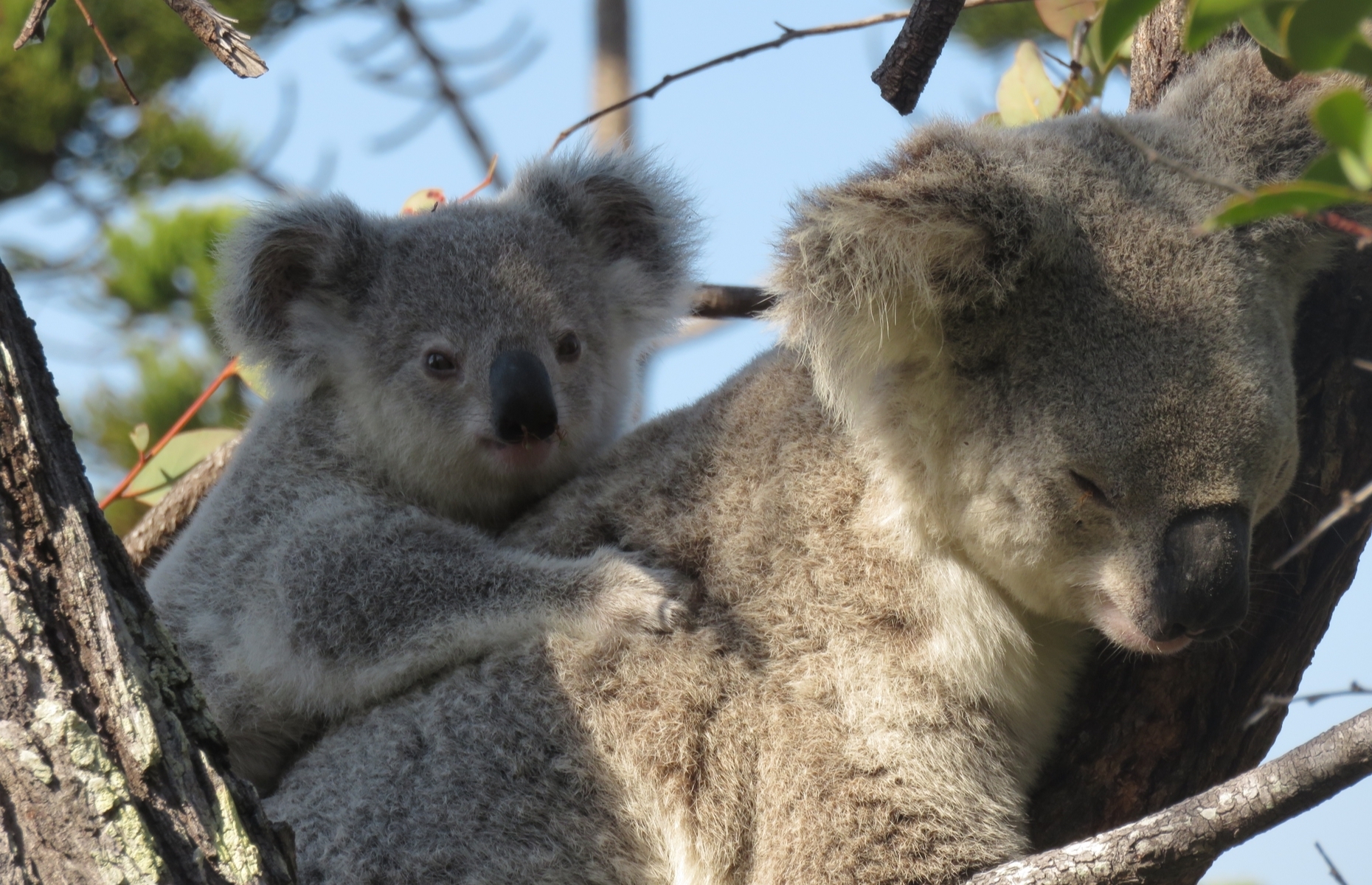 30 cute family moments from the animal kingdom