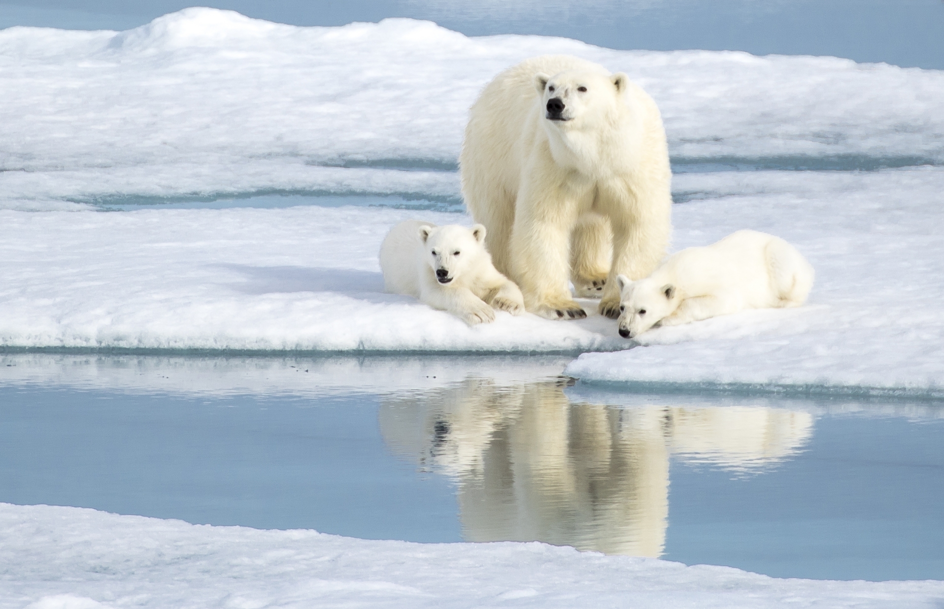Everything you need to know about polar bears