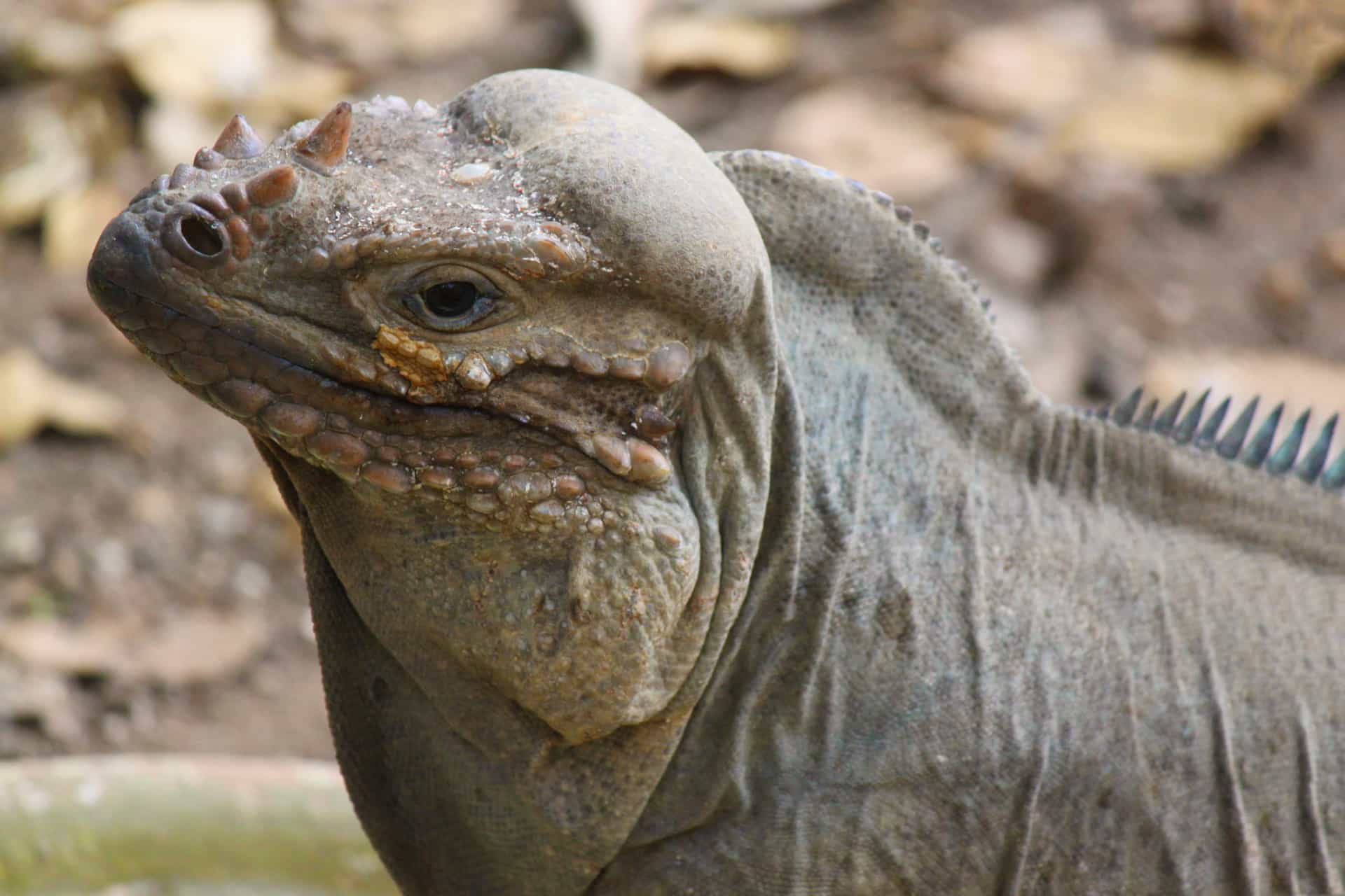 Bizarre things (some) Americans actually believe