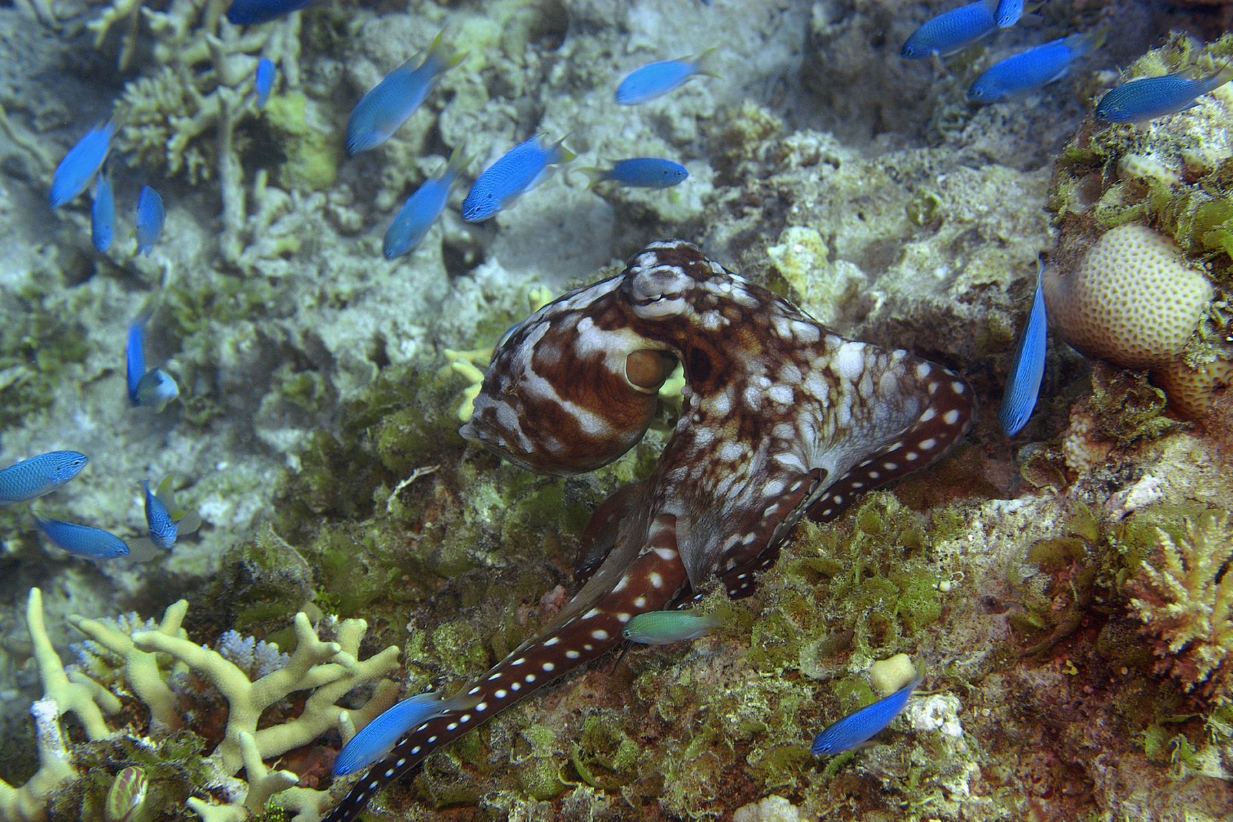 20 strange animal facts to satisfy your curiosity