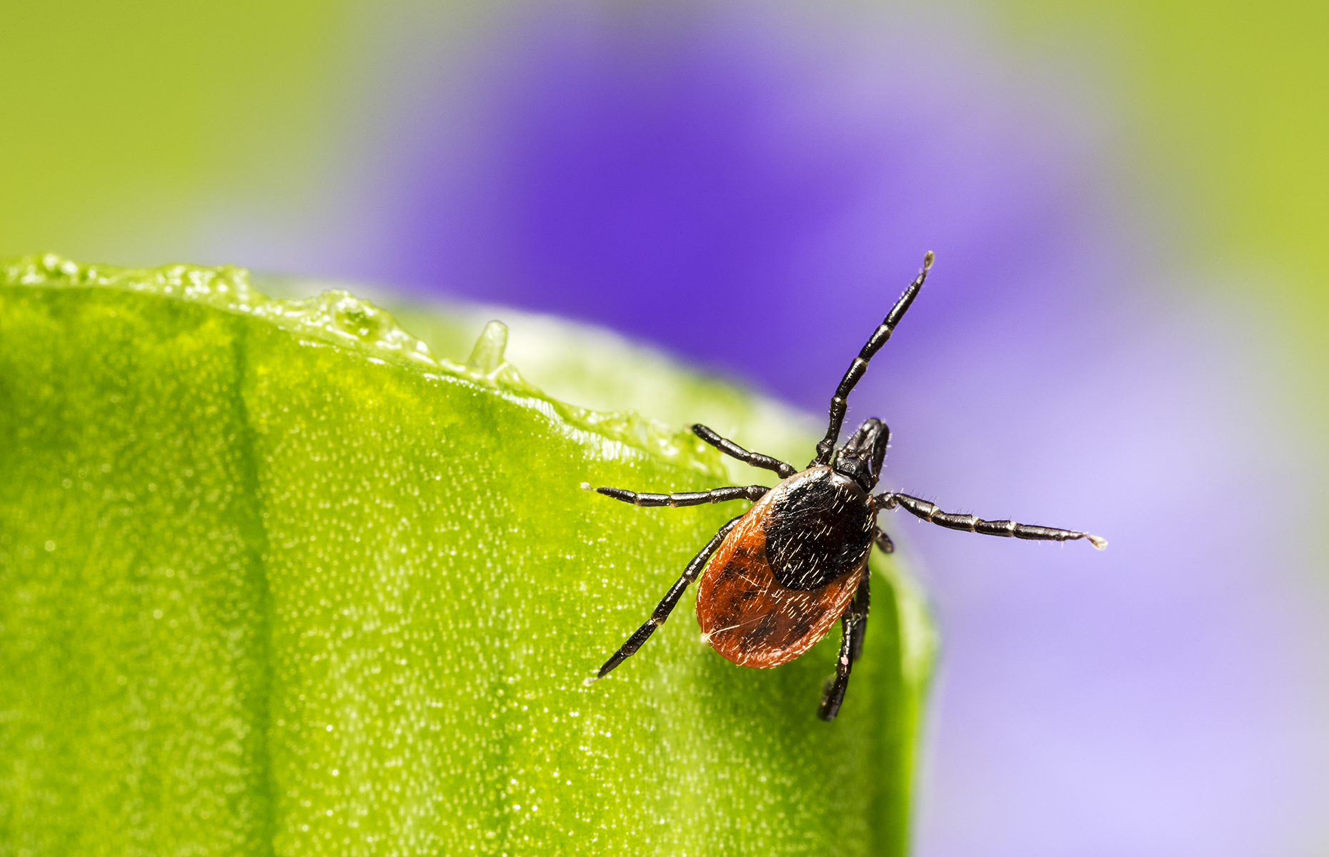 Ticks and mosquitoes: Be aware of these diseases