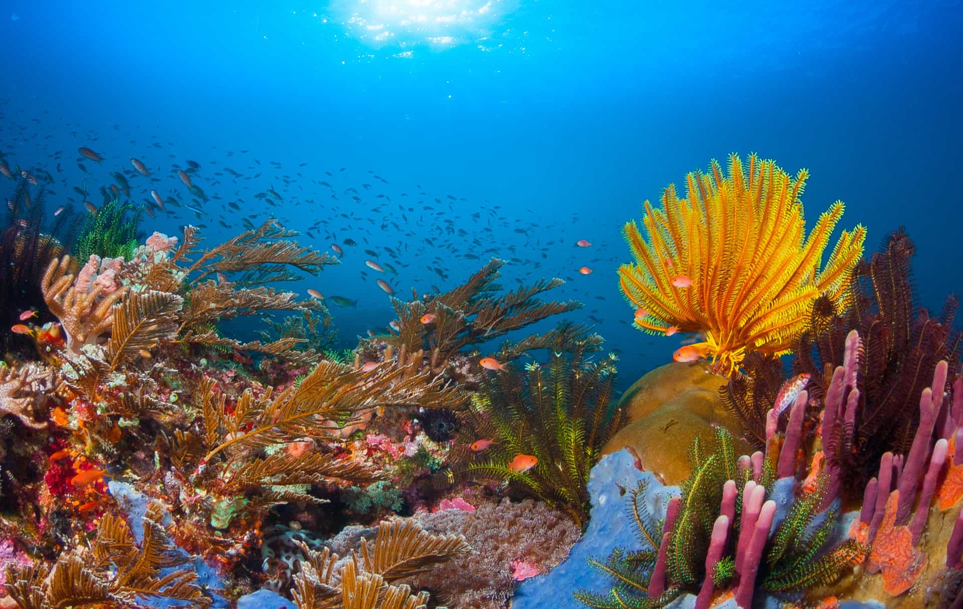 The world's most colorful coral reefs