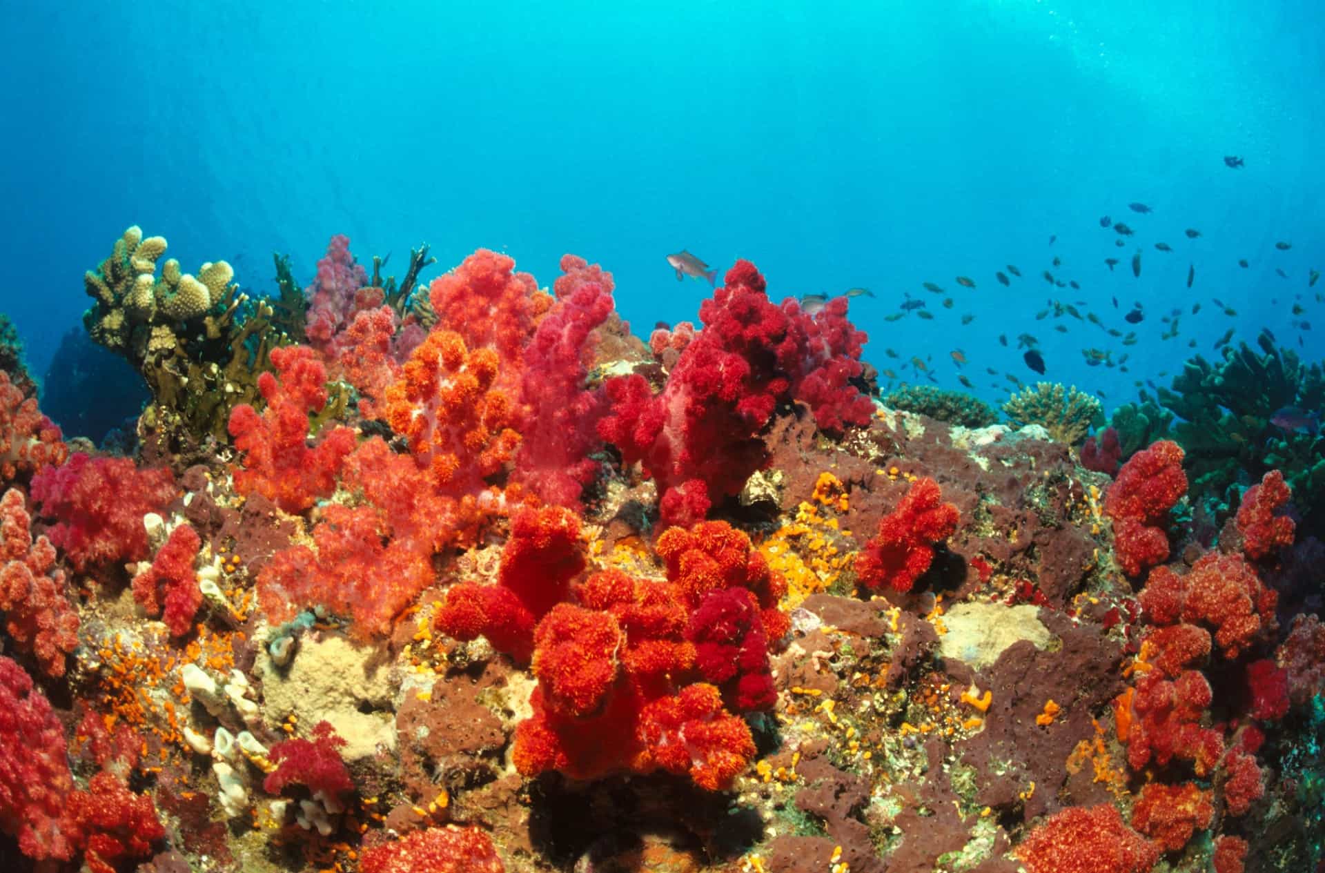 The world's most colorful coral reefs
