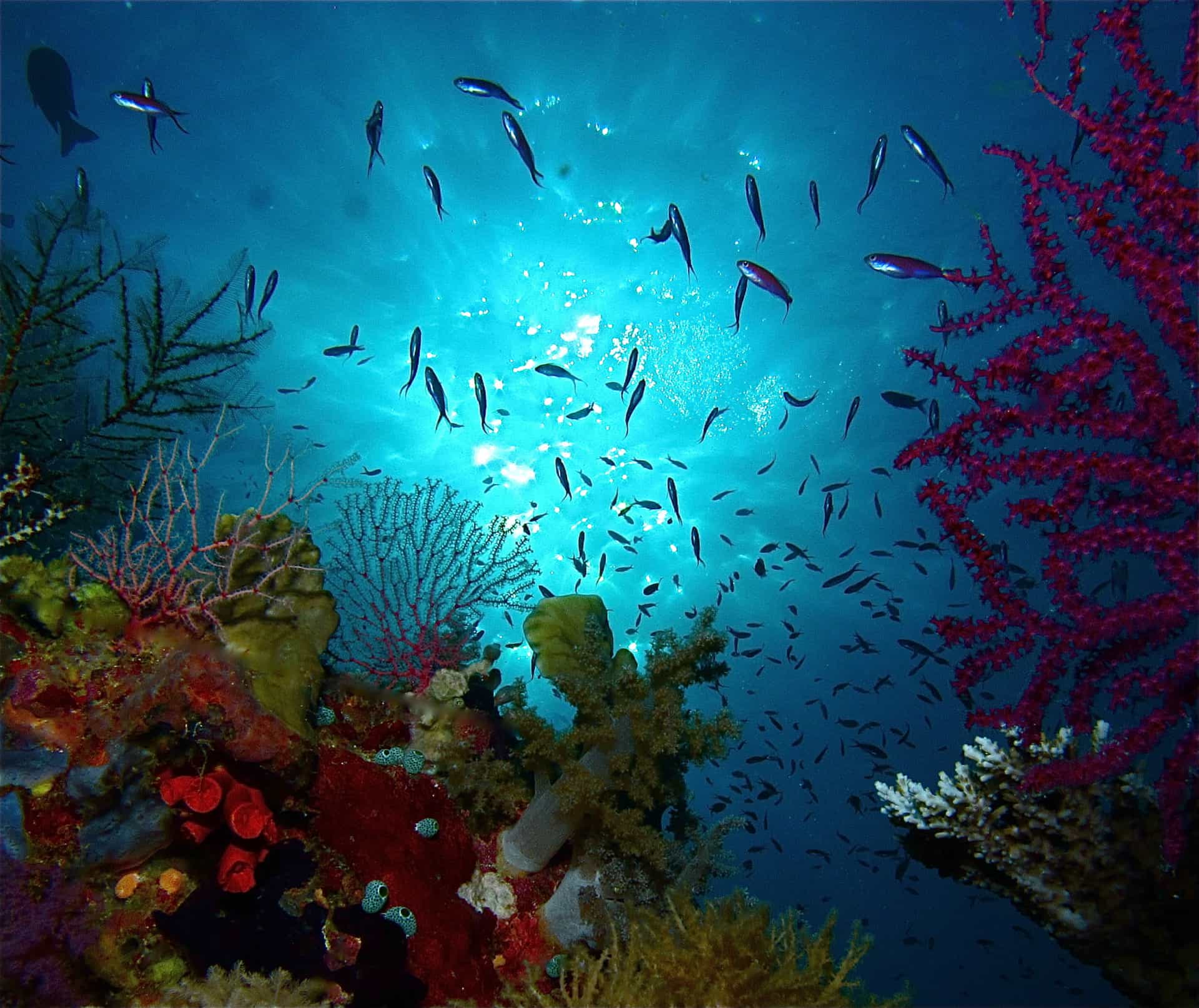 The world's most colorful coral reefs
