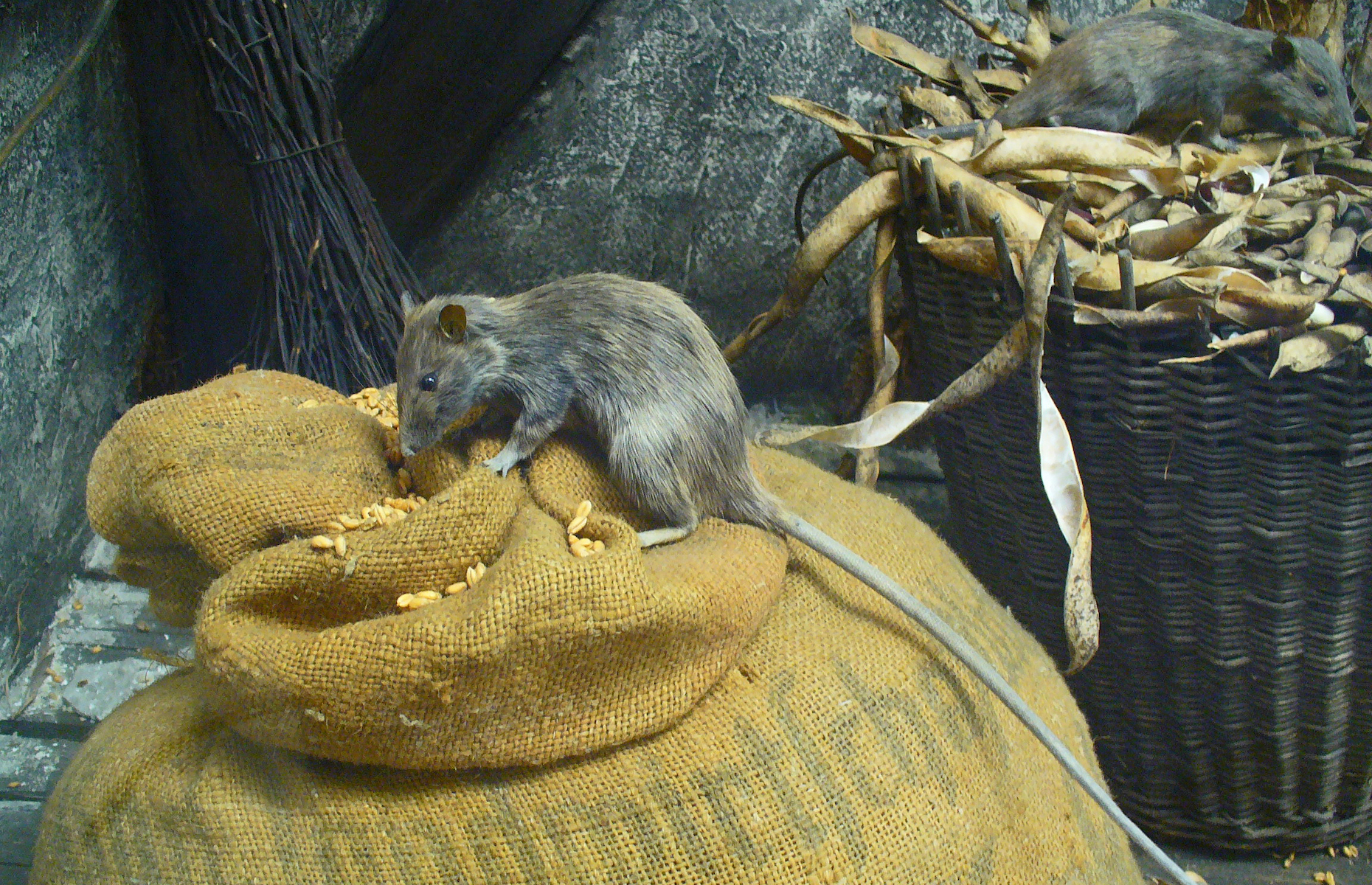 The most invasive species in North America