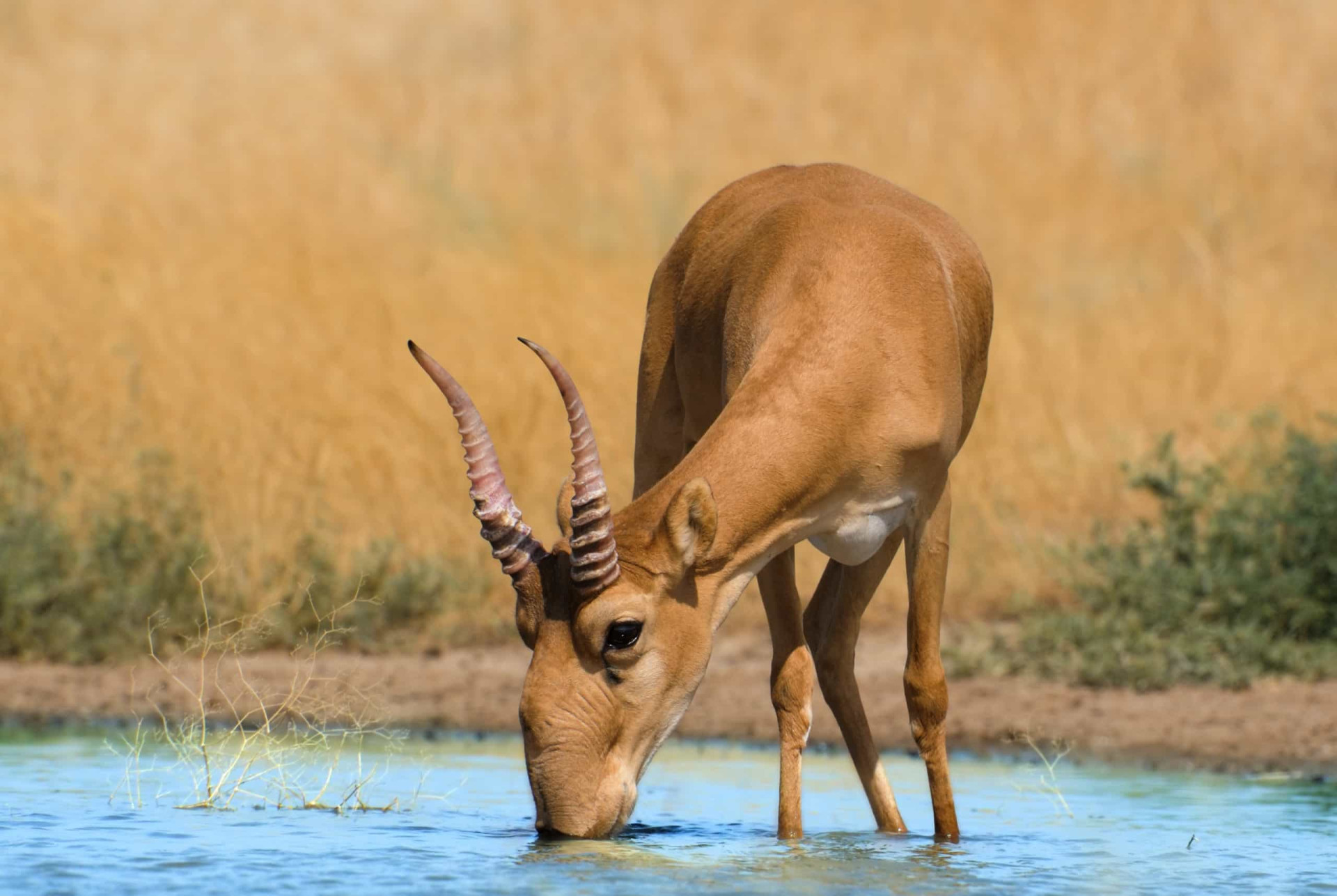 Nejneuvěřitelnější rohy a parohy v přírodě