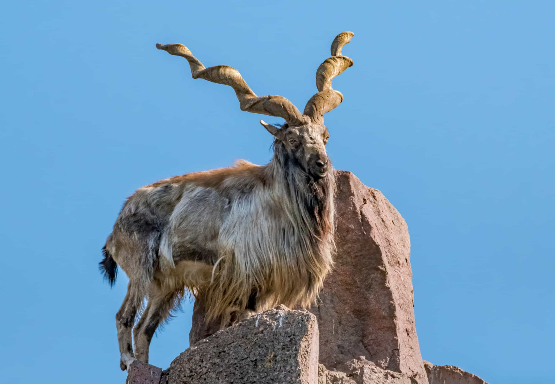 Nejneuvěřitelnější rohy a parohy v přírodě