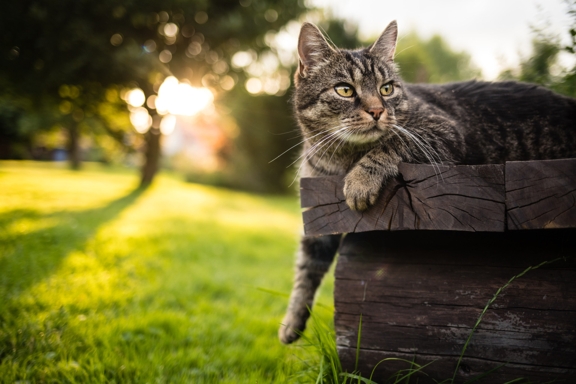 Er katten din dårlig for miljøet?