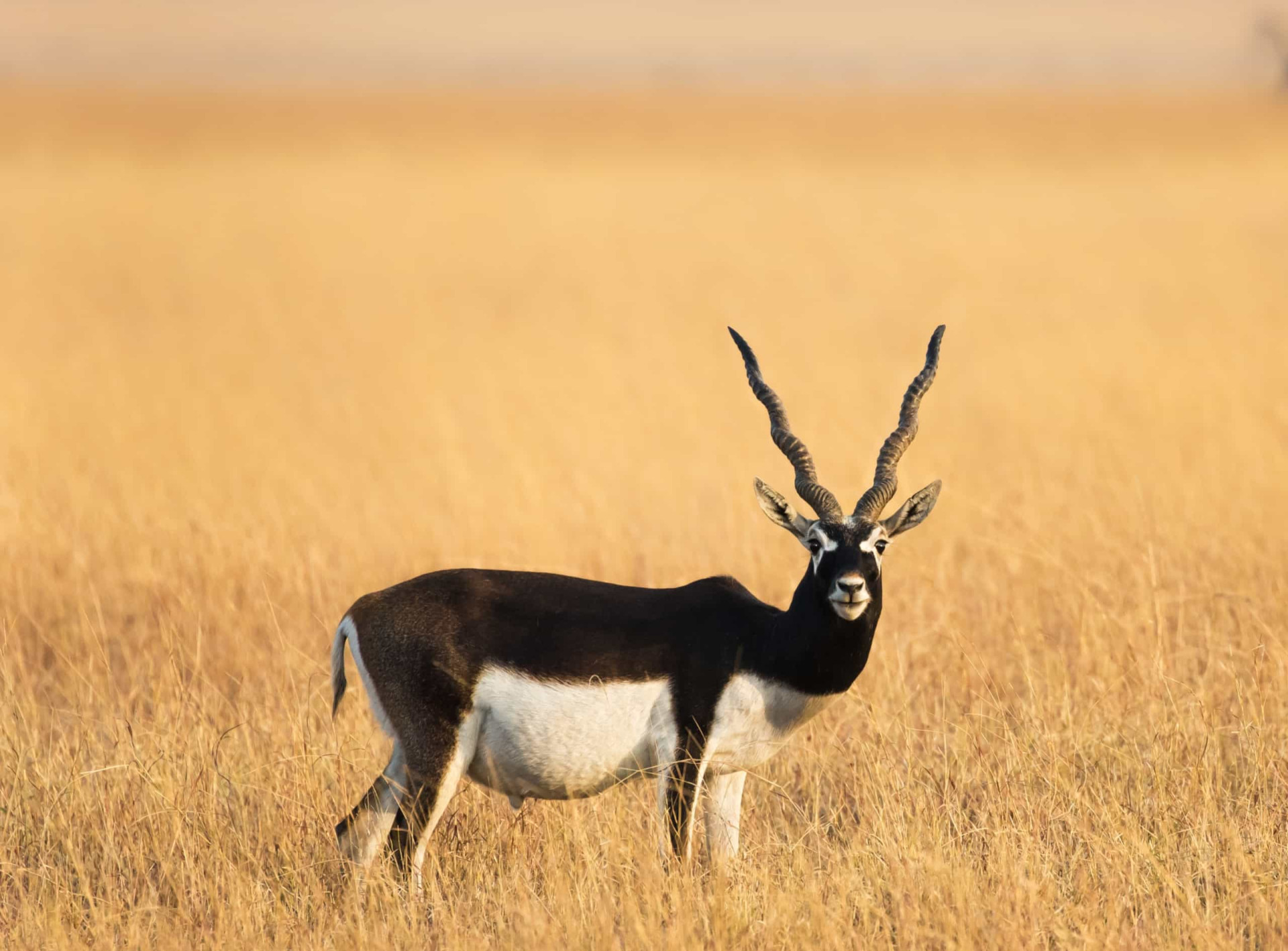 Nejneuvěřitelnější rohy a parohy v přírodě