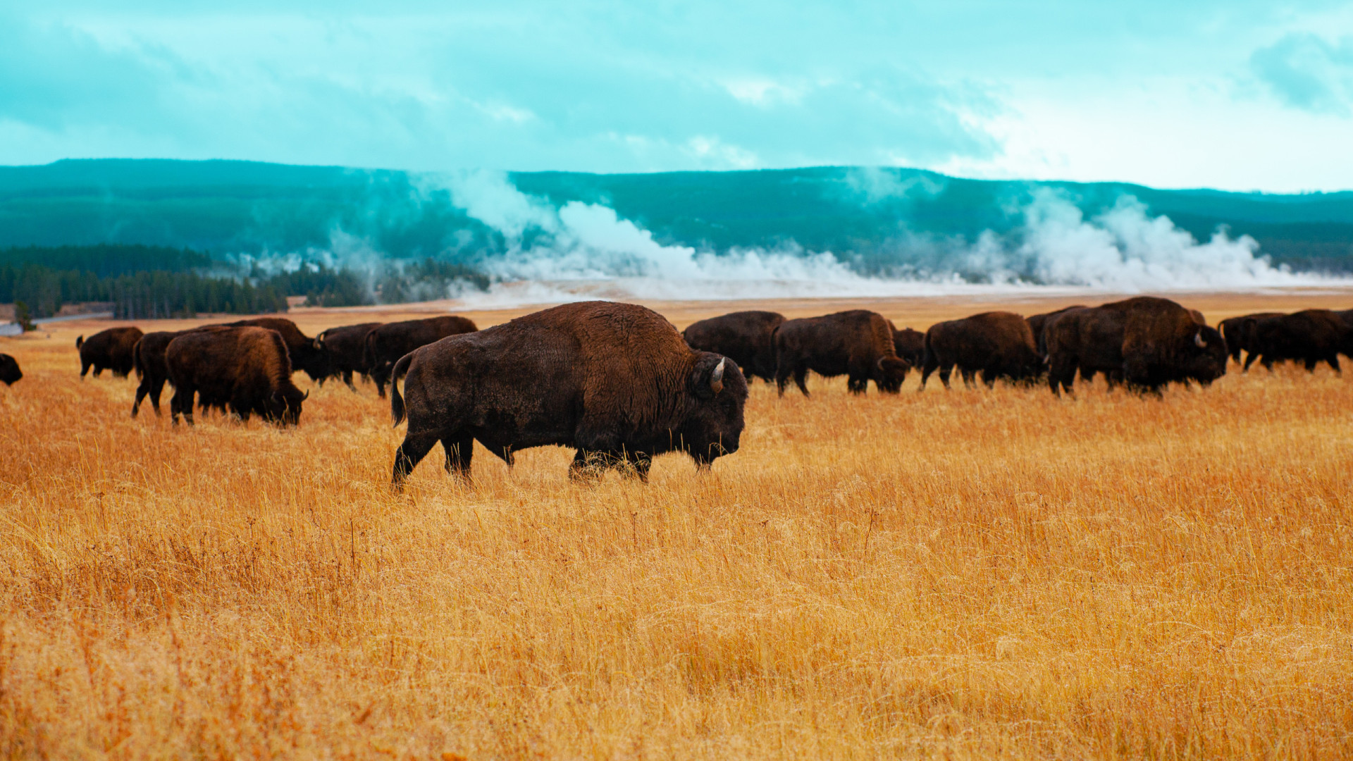 Brilliant facts about the American bison