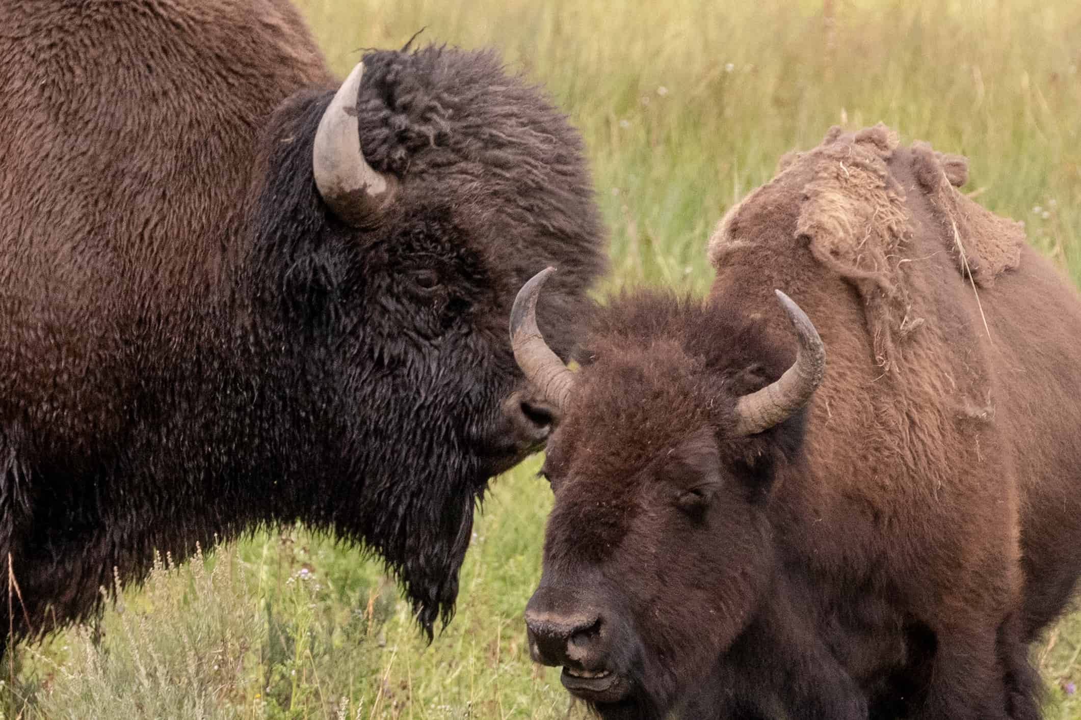 7 Bison-Themed Gifts Perfect for National Bison Day