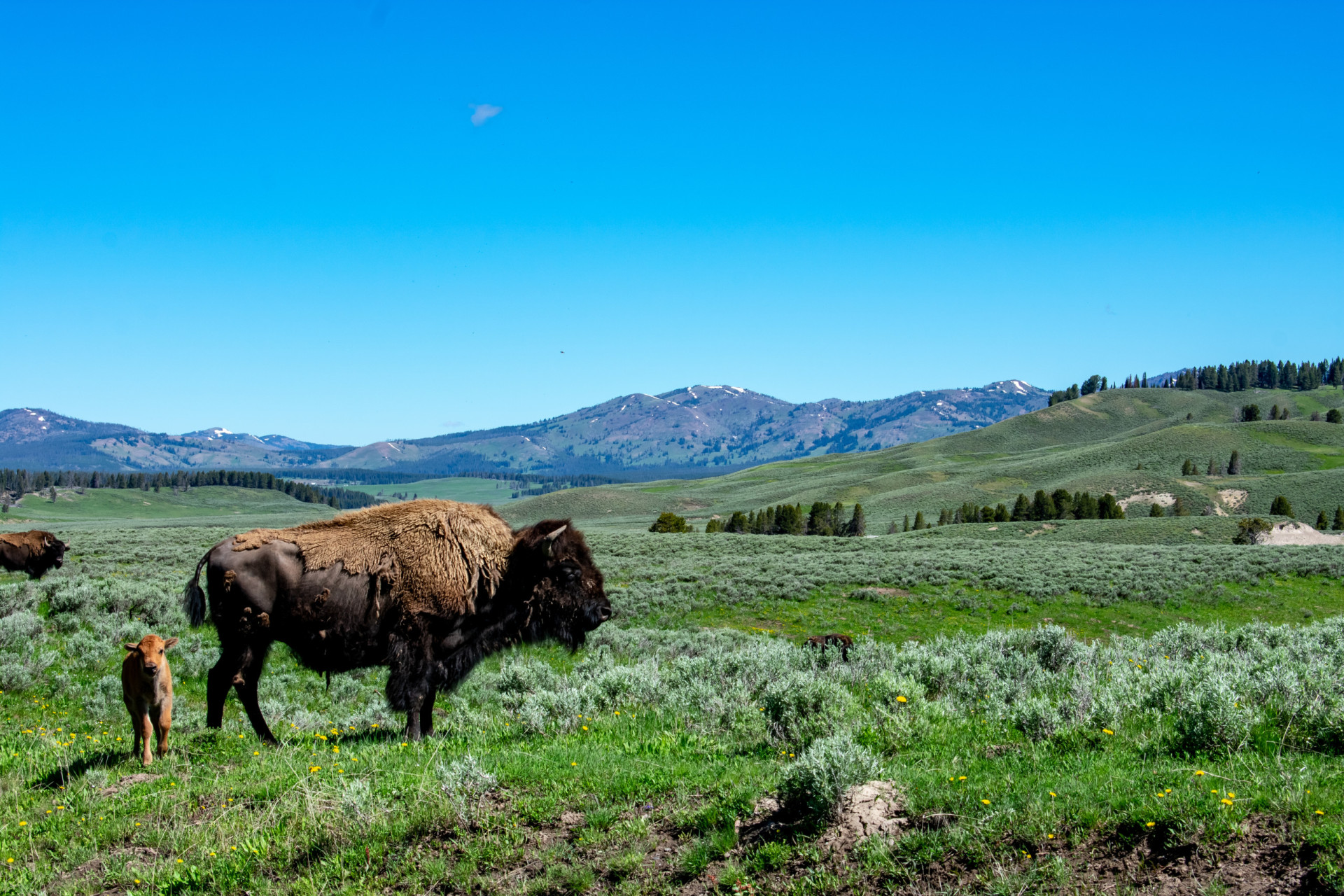 Brilliant facts about the American bison