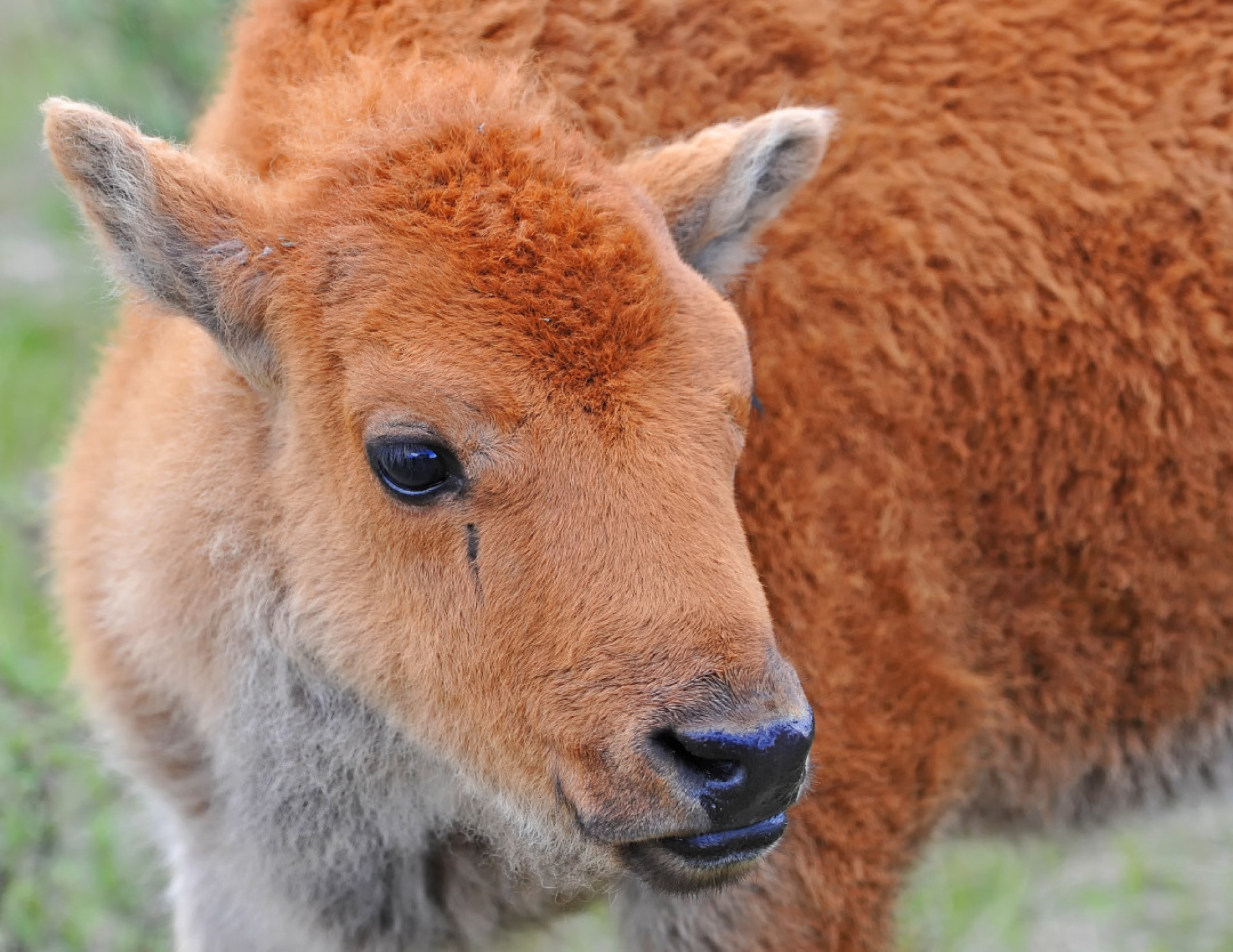 Brilliant facts about the American bison