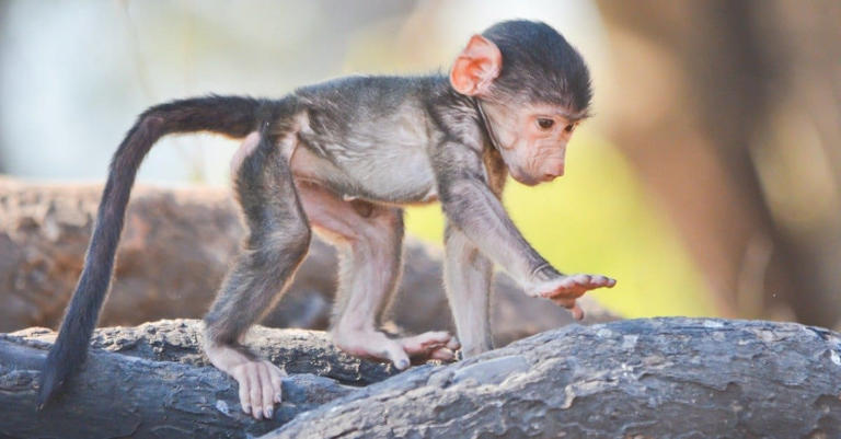 Are Monkeys Smart? Everything We Know About the Monkey Brain and IQ Are Monkeys Smart? Everything We Know About the Monkey Brain and IQ
