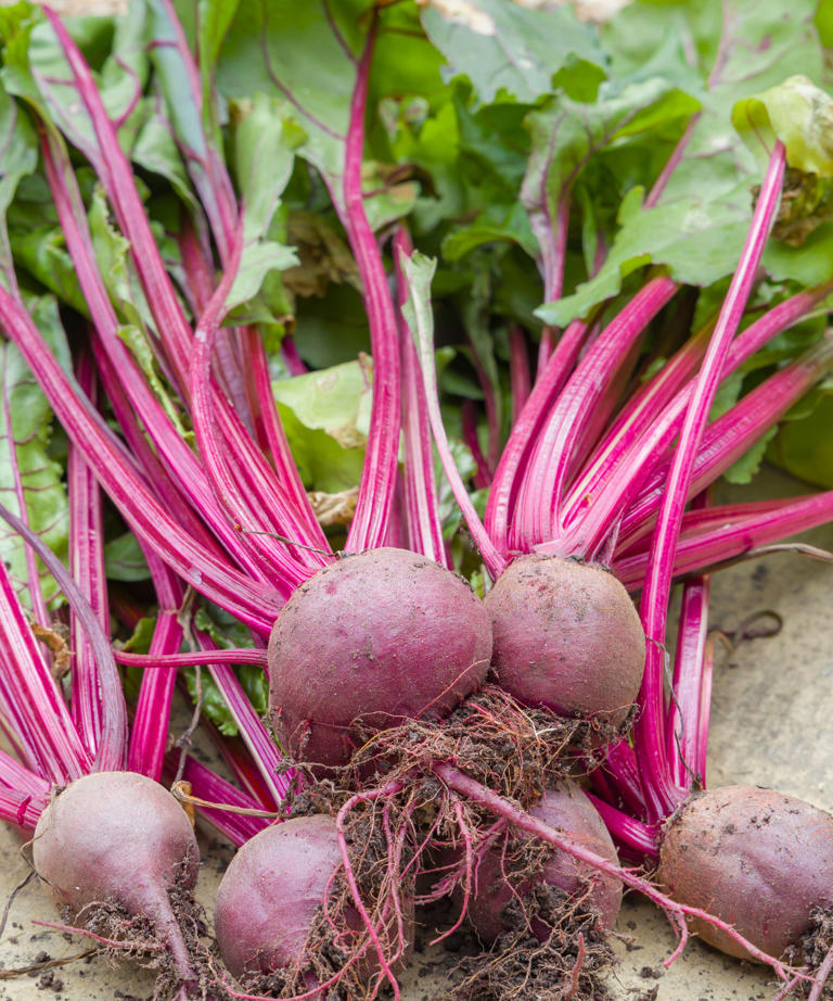 Plant these 7 vegetables in July for a garden that keeps feeding you ...