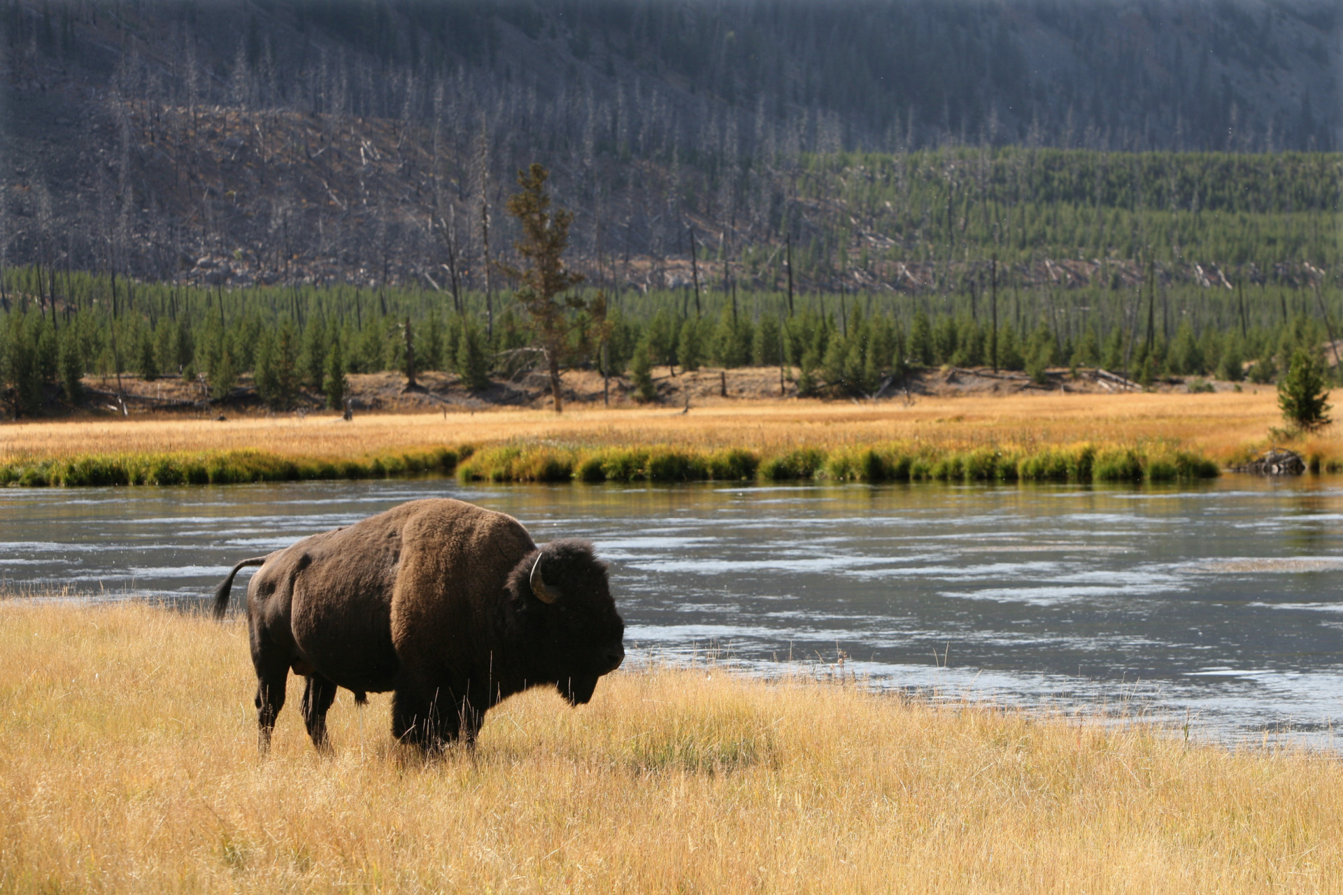 Brilliant facts about the American bison