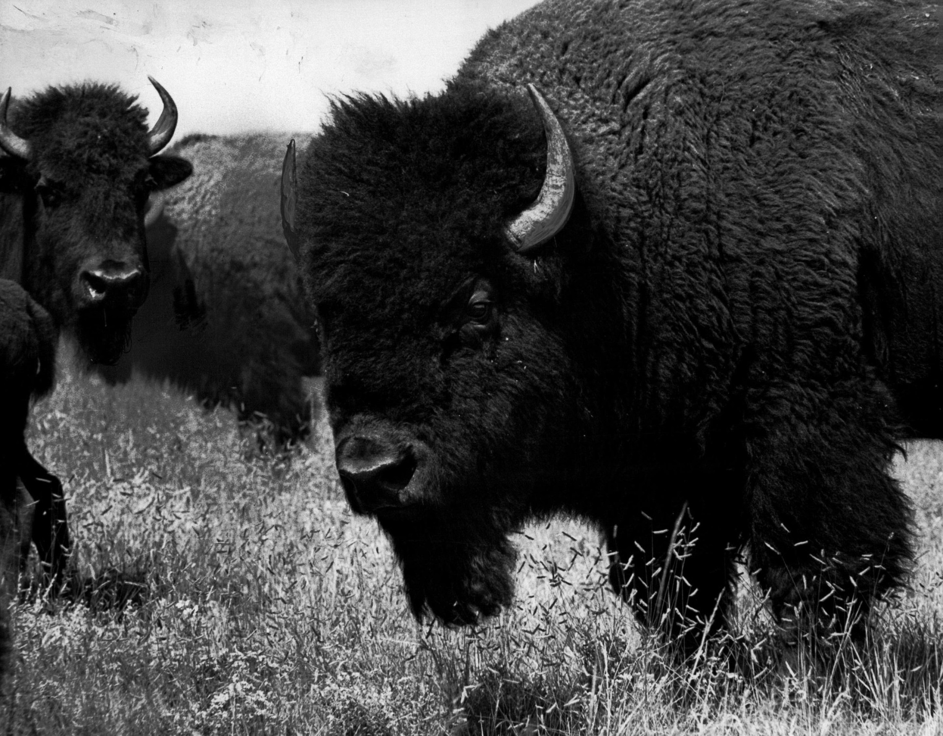 Brilliant facts about the American bison