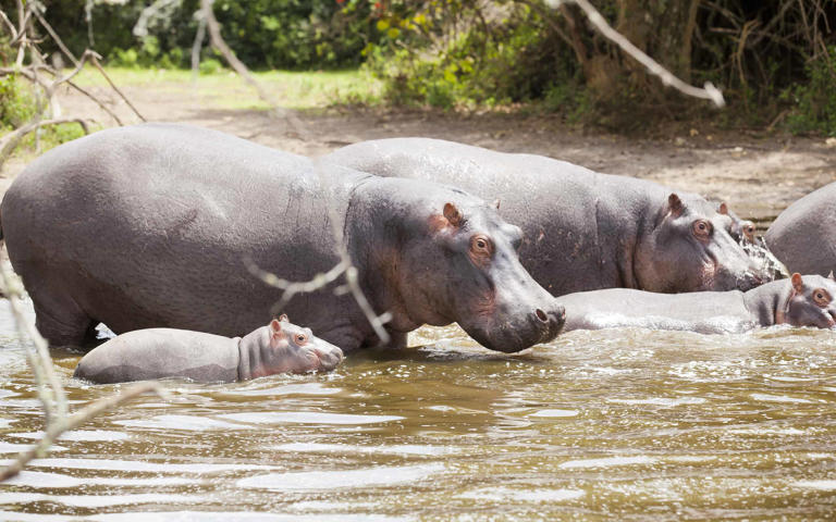 10 hippo facts that show why they’re more dangerous than they look