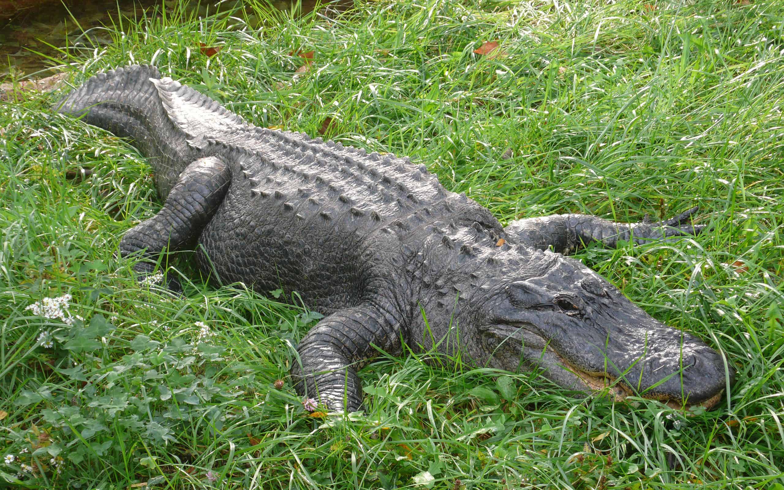 Watch a Huge Alligator Death Roll to Avoid Capture