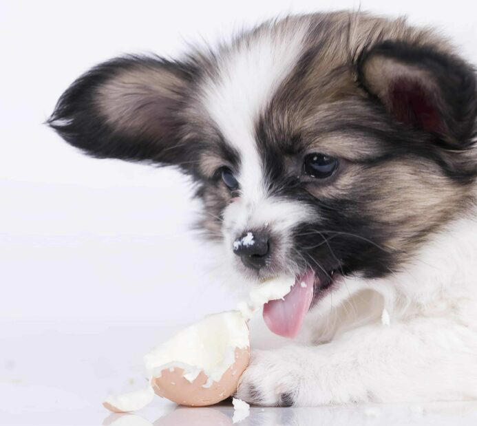 Discover the health benefits of adding eggs to your dog's diet