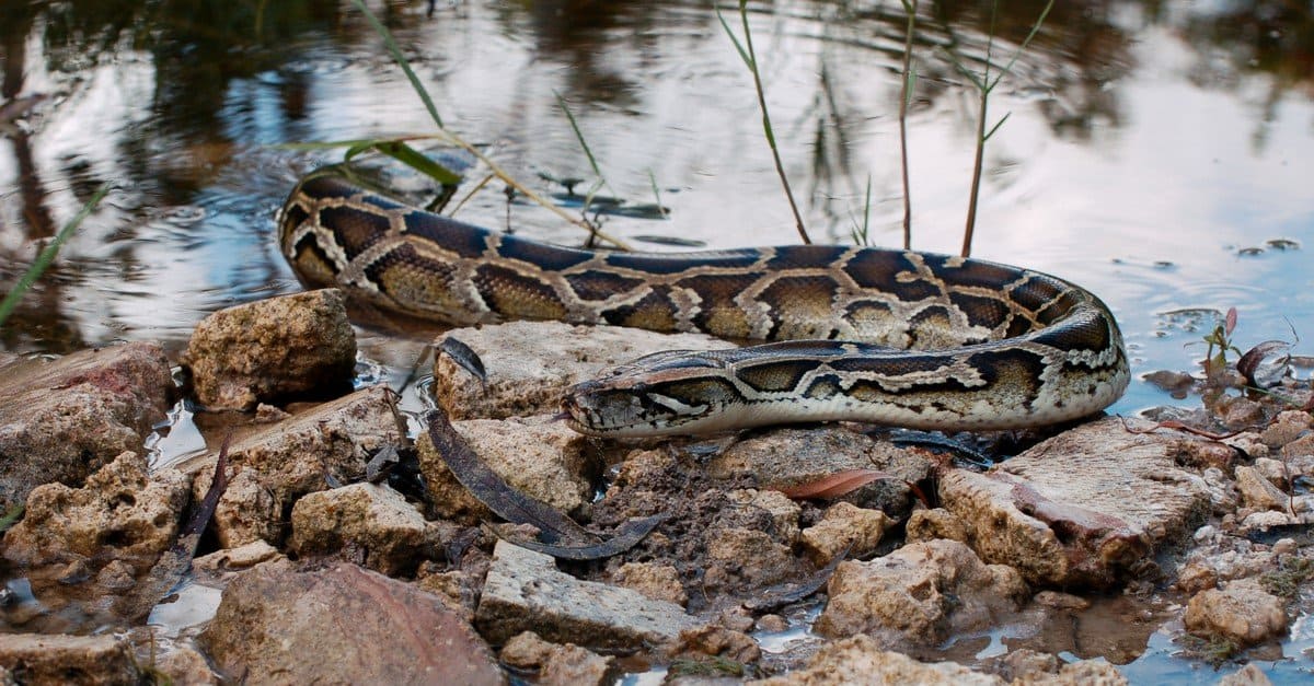 Super-Strong Snakes You Can Find Slithering Around the U.S.