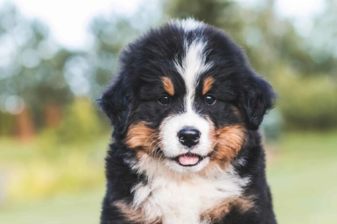 Meet the 9 most popular large dog breeds that make great pets