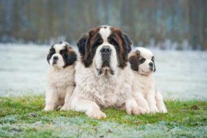 Meet the 9 most popular large dog breeds that make great pets