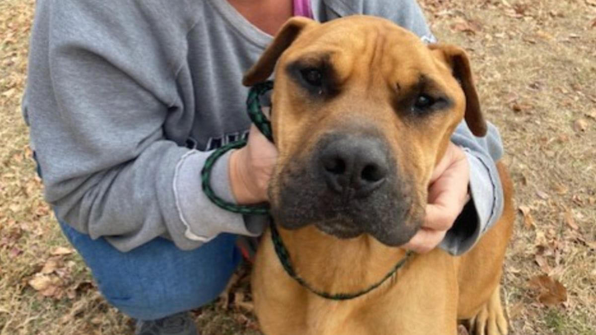 Hond wordt achtergelaten na de verhuizing van zijn verzorgers: hij is ... Hond wordt achtergelaten na de verhuizing van zijn verzorgers: hij is ...